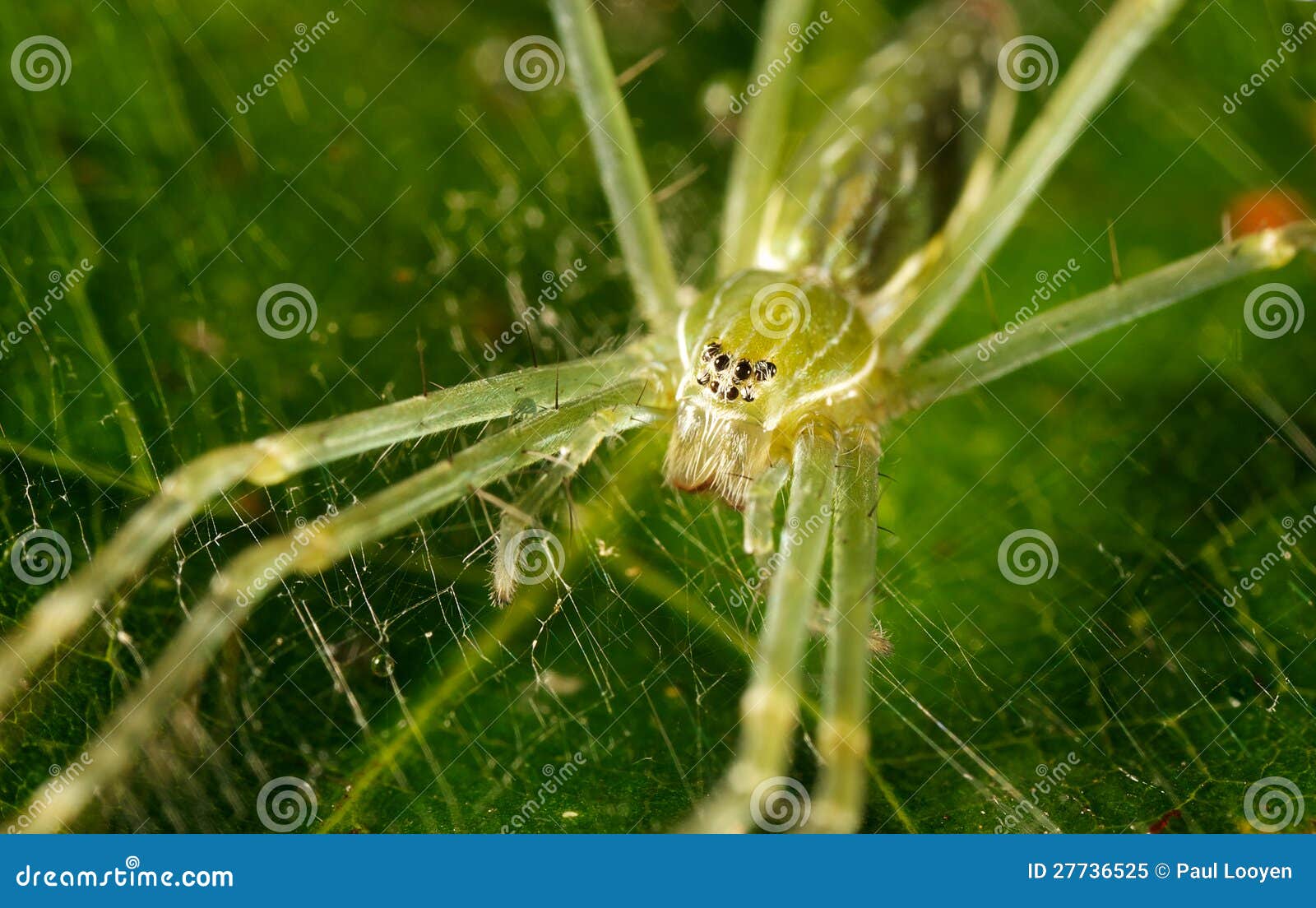 Green spider stock image. Image of camouflage, small - 27736525