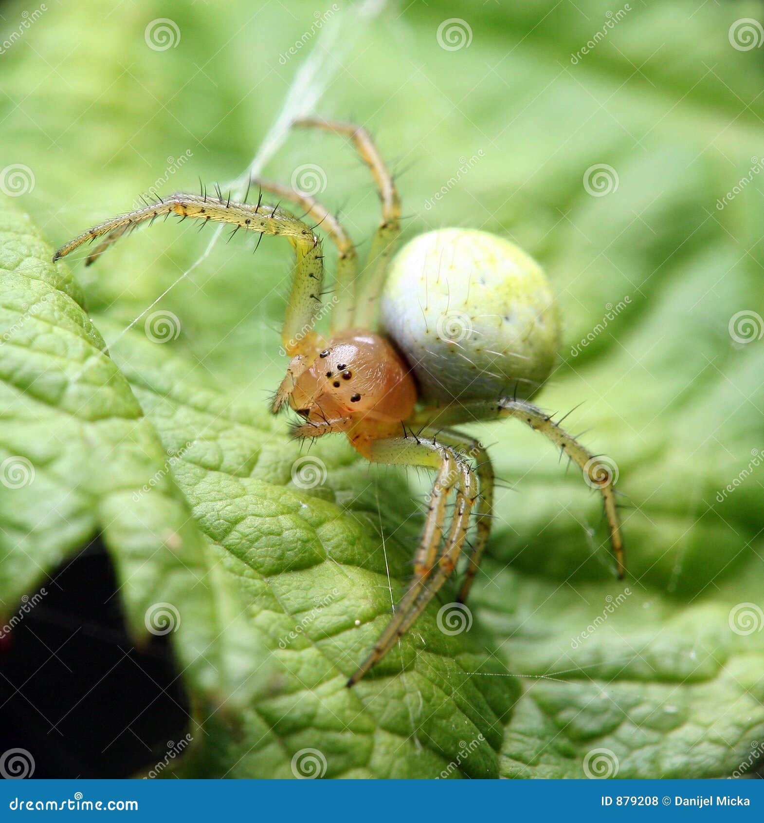 Green spider stock photo. Image of nature, green, insect - 879208