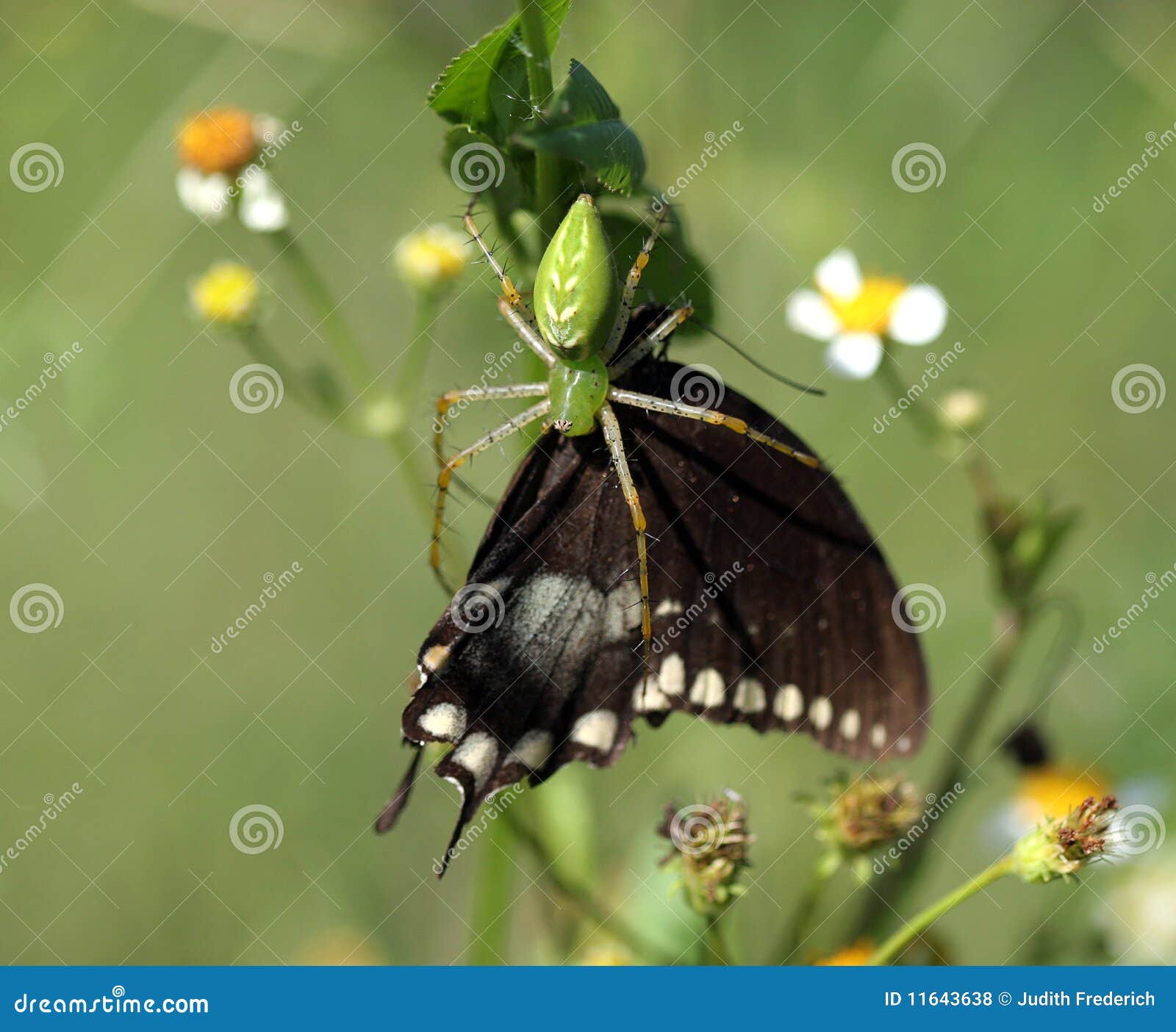 Spider And Butterfly Royalty-Free Stock Photo | CartoonDealer.com #59496741