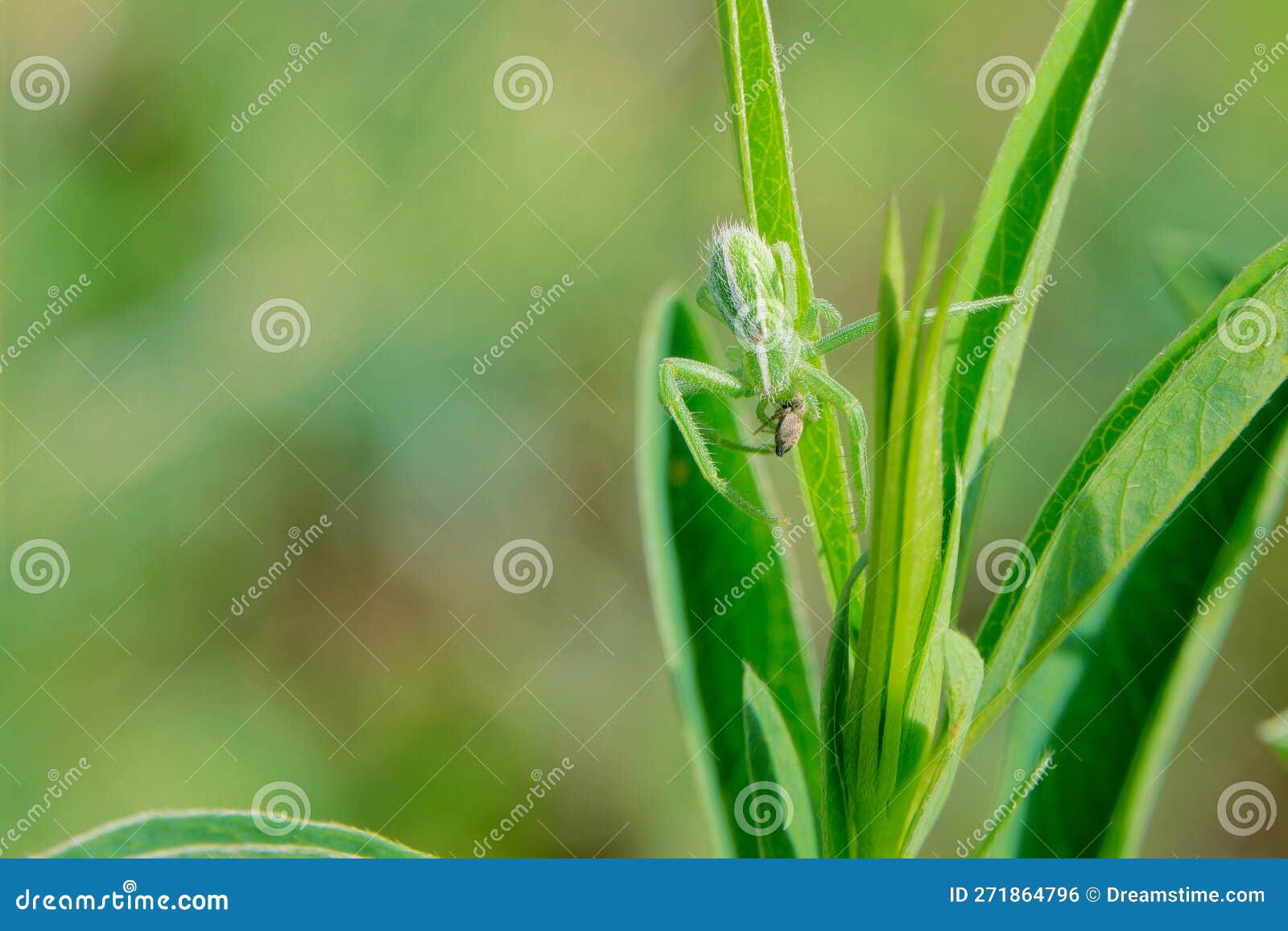 Spider hunt stock photo. Image of arachnid, life, arthropoda - 271864796