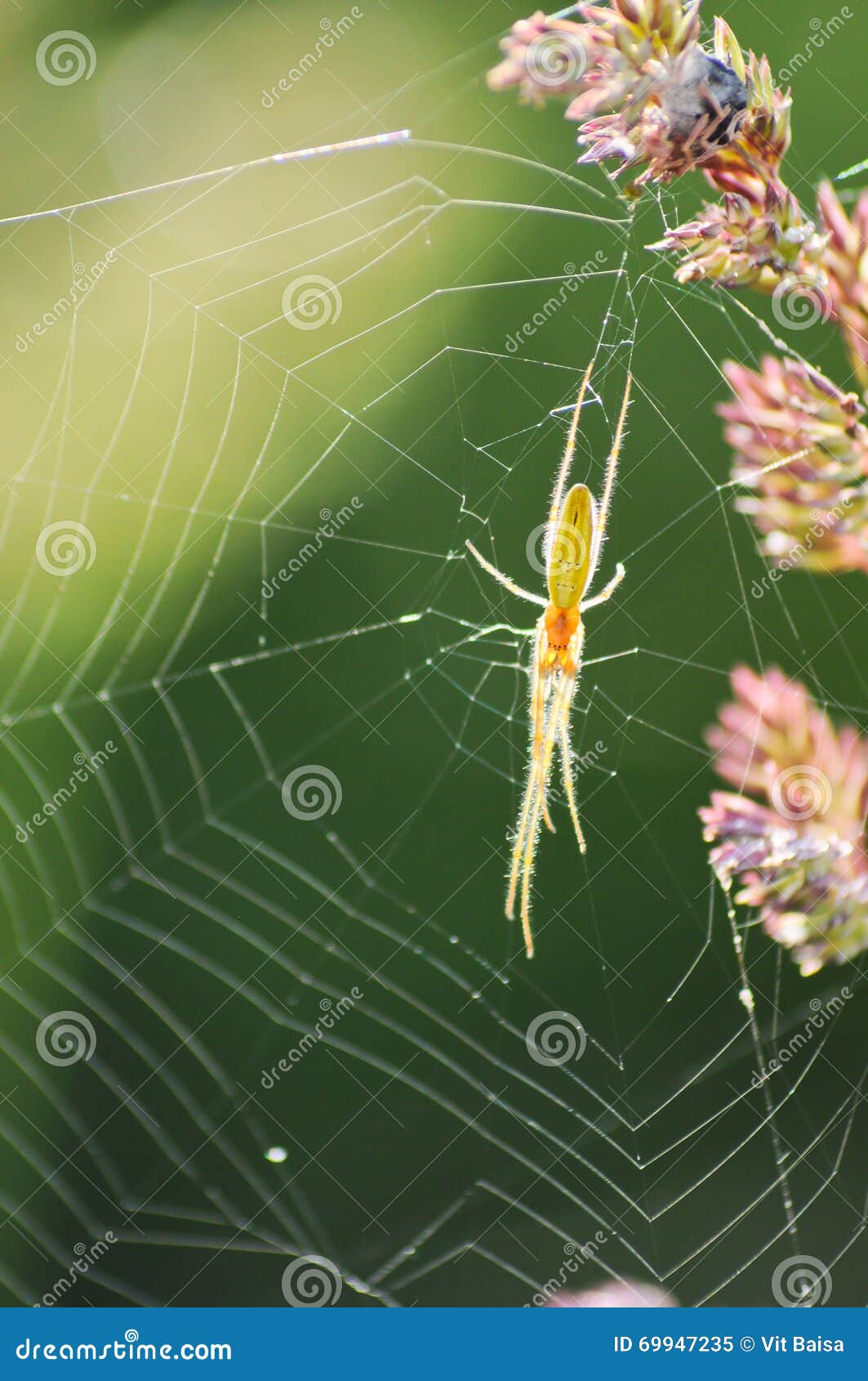 Spider Climbing On Wall. Royalty-Free Stock Image | CartoonDealer.com ...