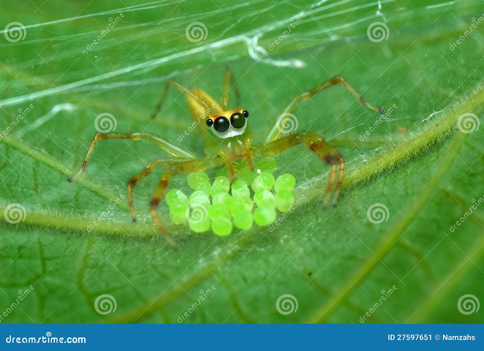 Green spider with eggs stock image. Image of counting - 27597651