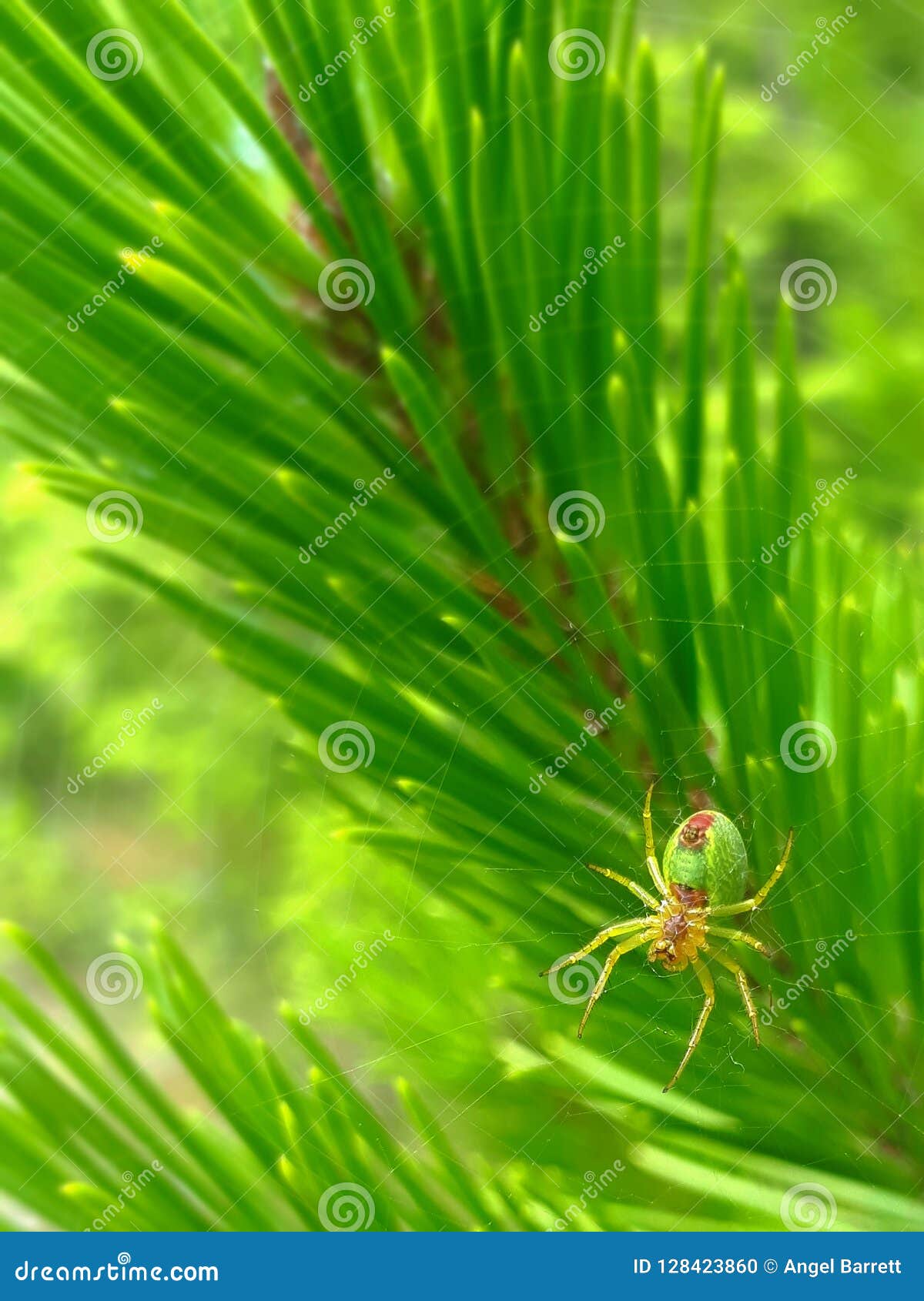 Green Spider stock photo. Image of green, pine, arachnid - 128423860