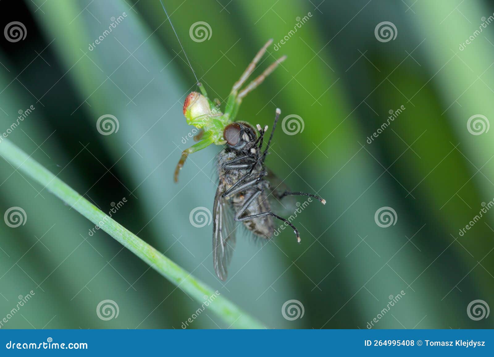 A Green Spider with a Hunted Fly. Stock Photo - Image of concept ...