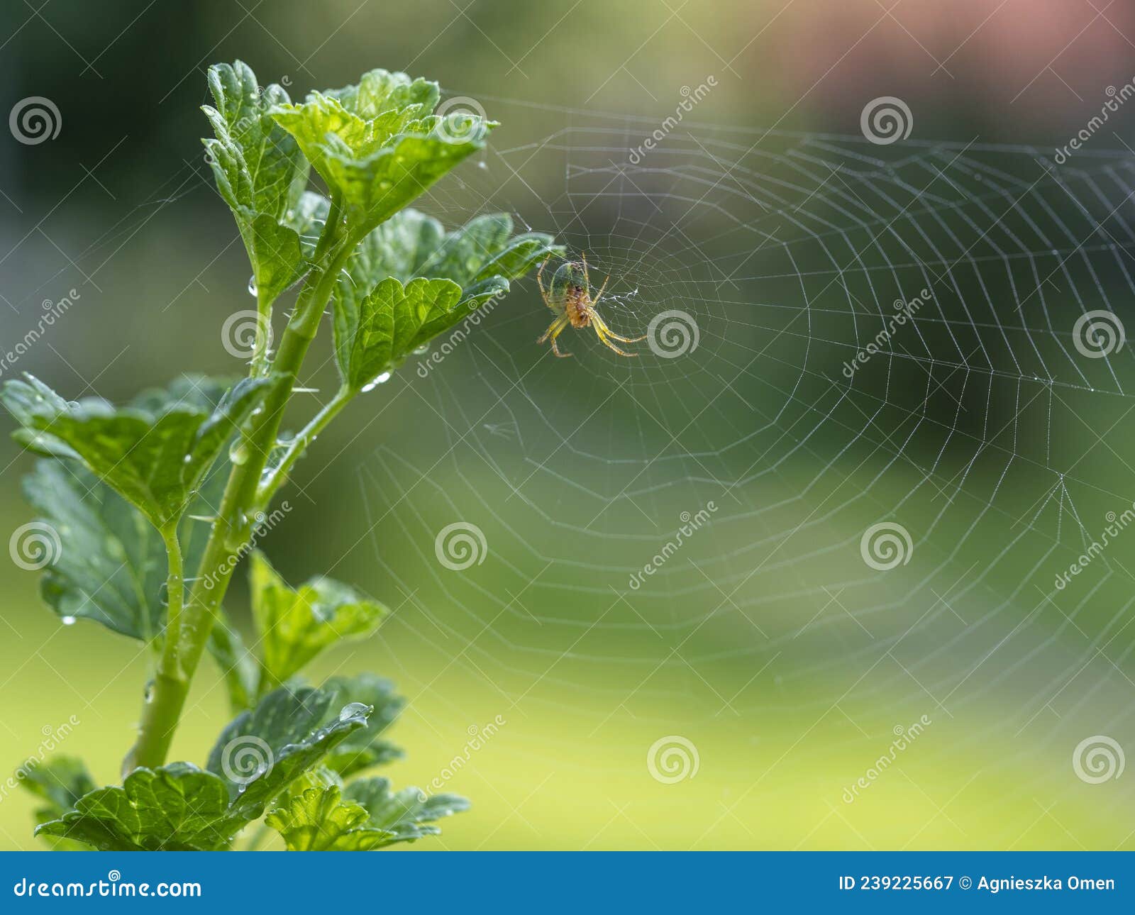 Green Spider on Its Web in the Garden Stock Image - Image of outside ...