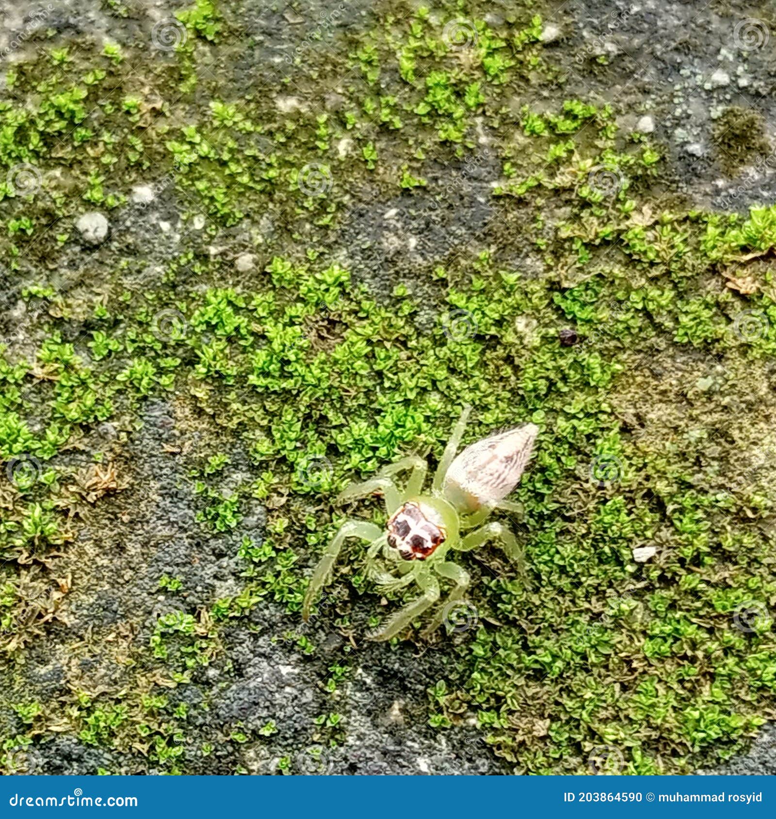 Green spider at moss stock photo. Image of forest, plant - 203864590