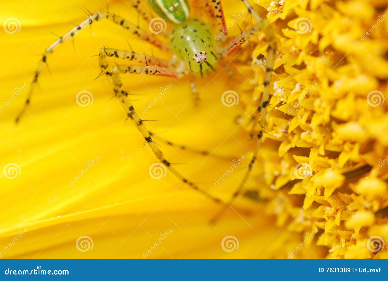 A Green Spider in Sunflower Stock Image - Image of nature, tree: 7631389