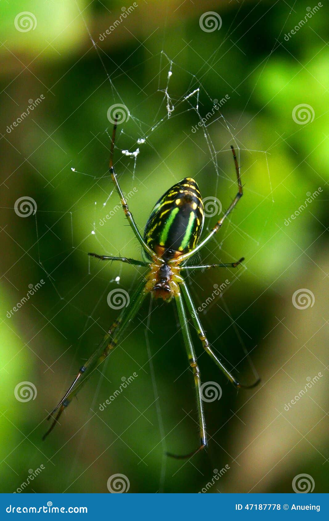 Green spider stock photo. Image of circle, green, cobweb - 47187778
