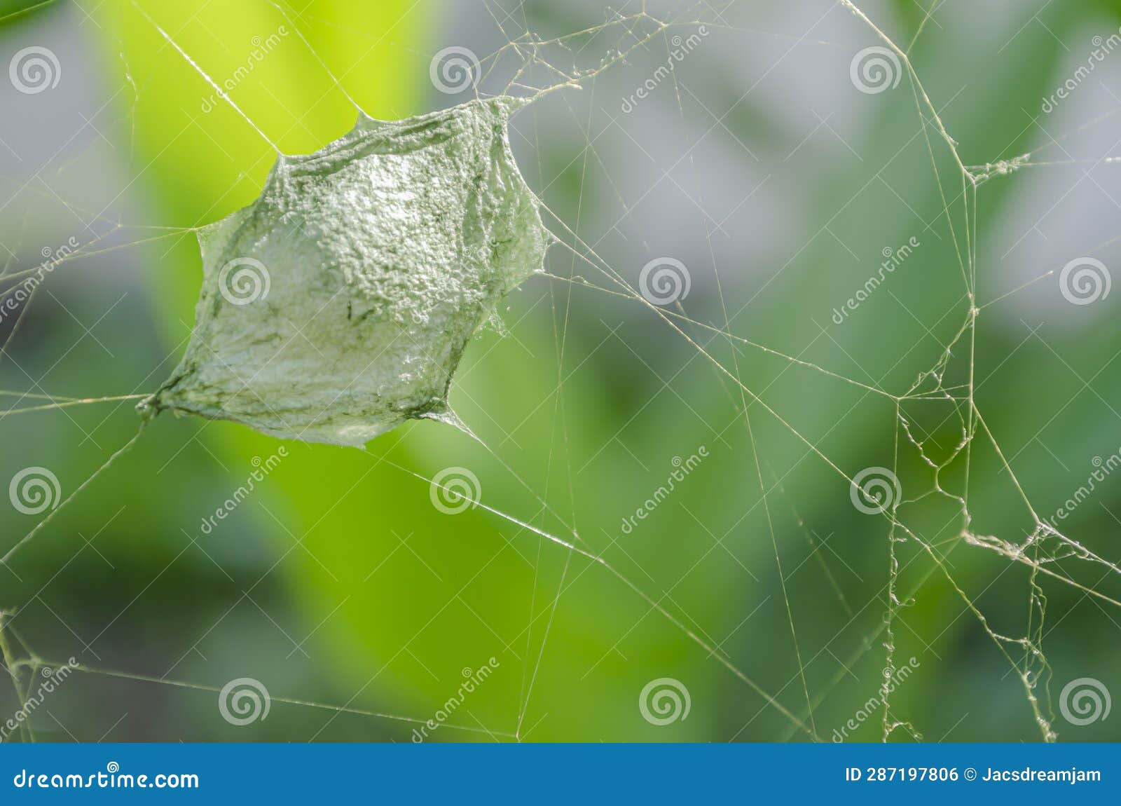 Green Spider Web with Capsule Stock Photo - Image of insect, texture ...