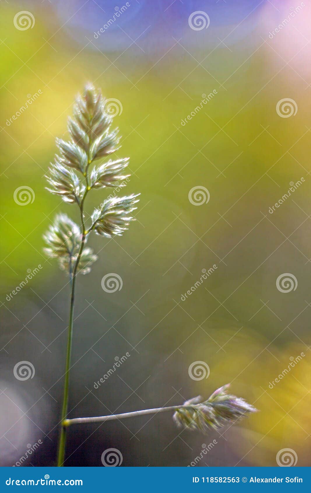 Green Spike of Grass with Blurred Background Stock Image - Image of ...