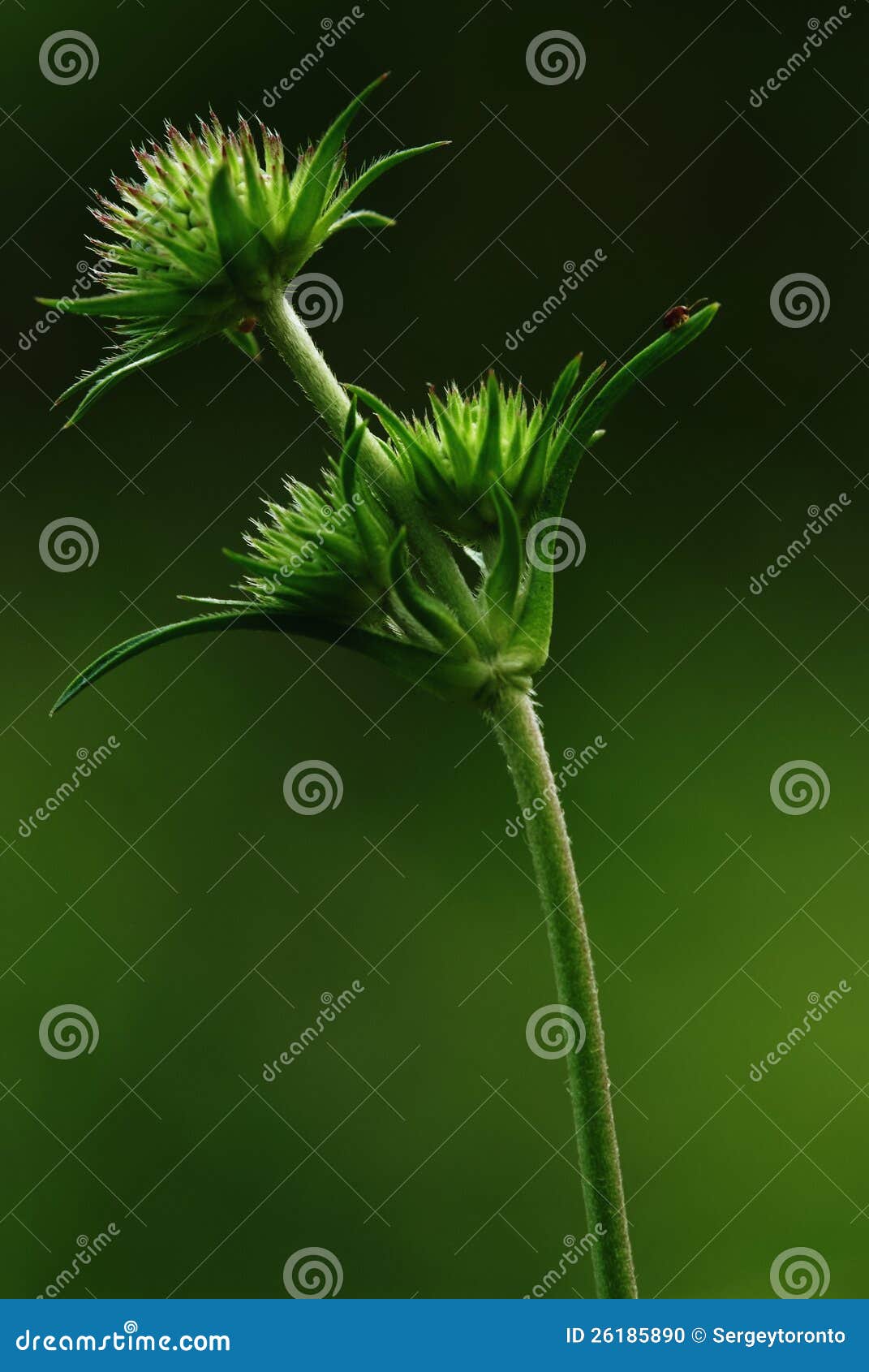 Green spike of grass macro stock photo. Image of flora - 26185890