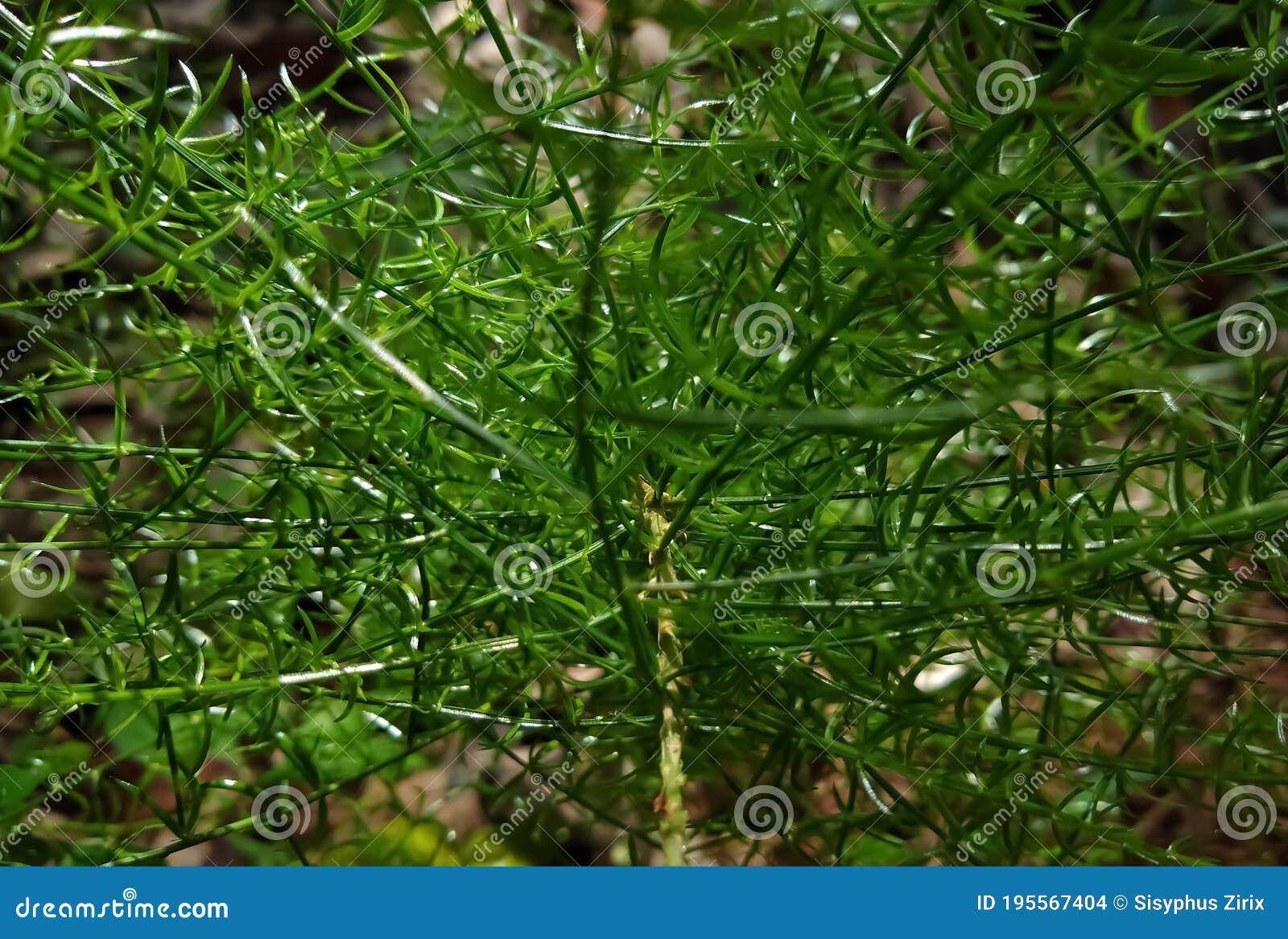 Green Spike Plant Leaves with Small Spike on the Stem Stock Photo ...