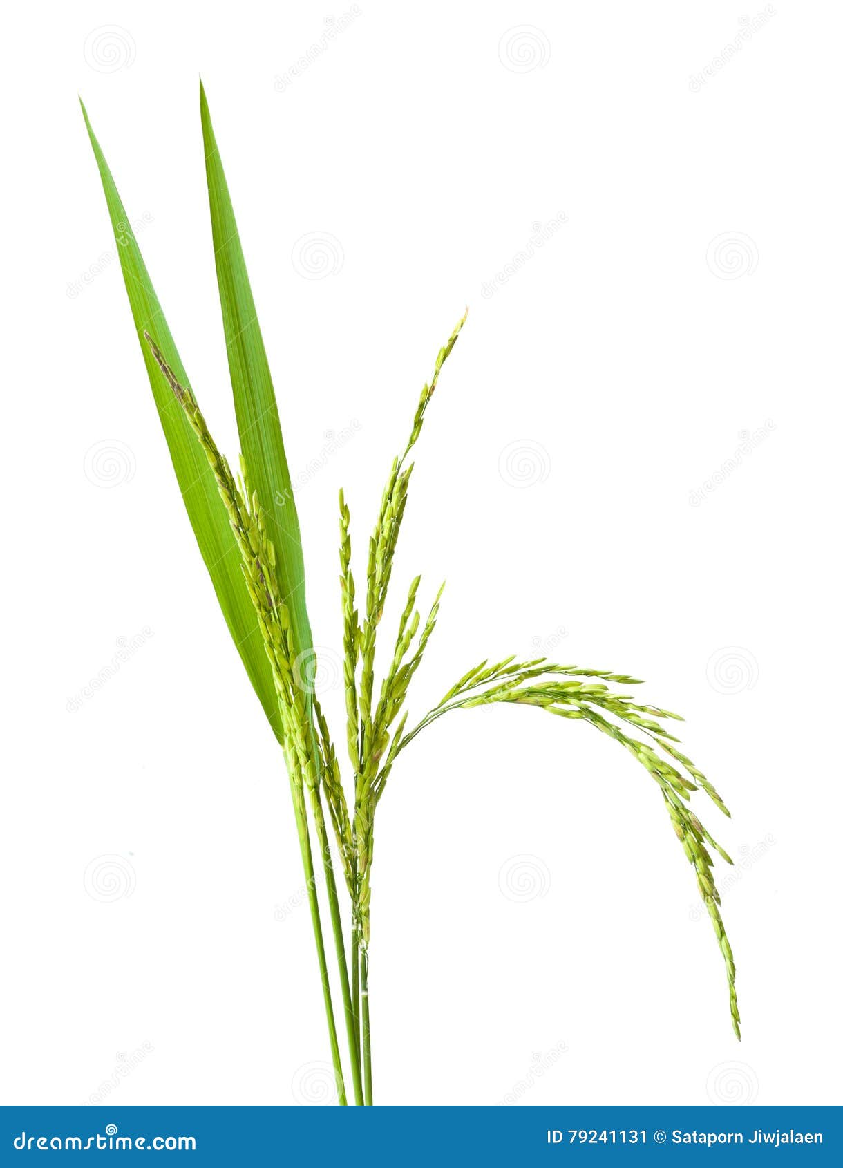 Green spike rice Isolated stock image. Image of summer - 79241131