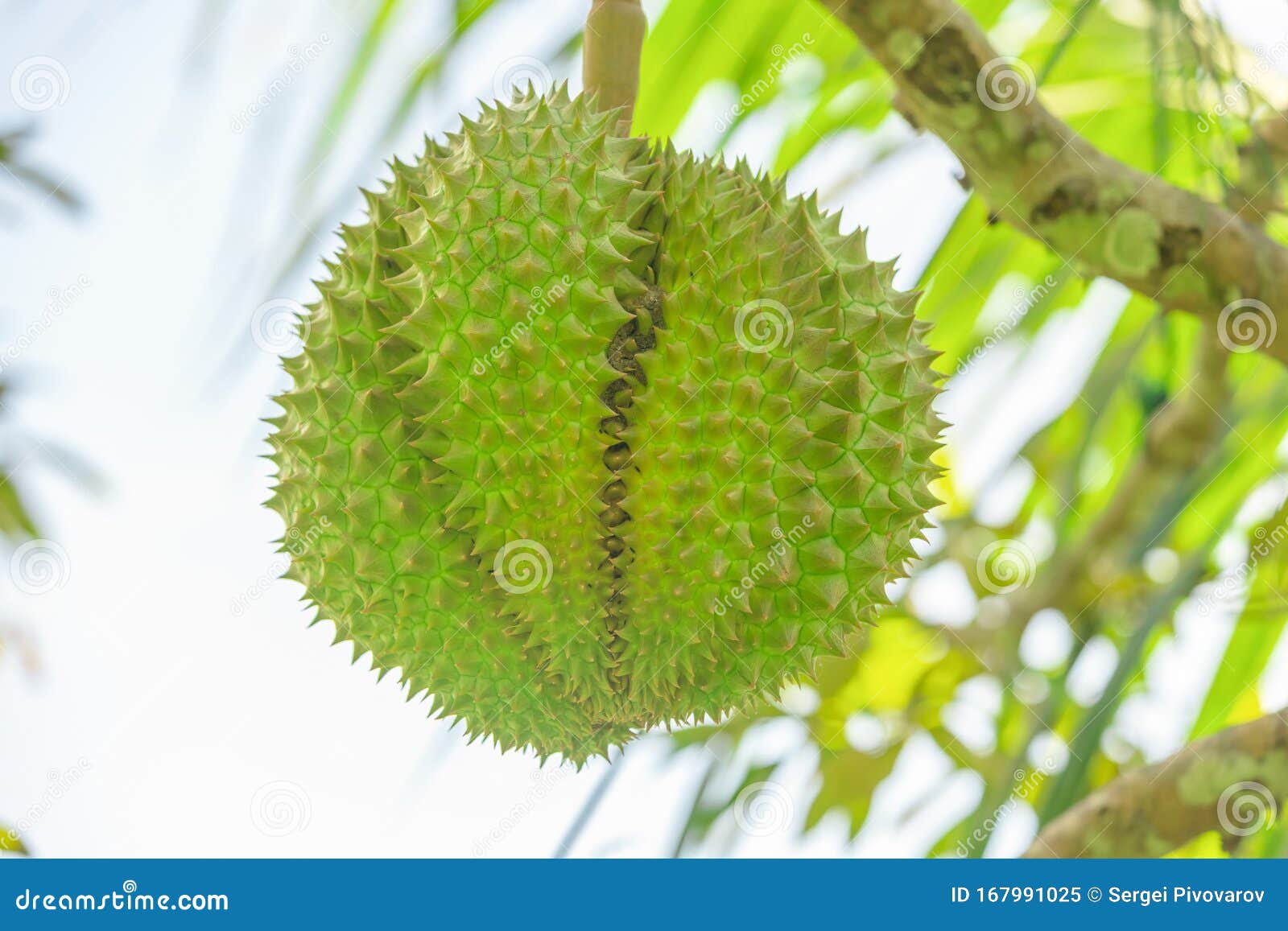 Spiked Durian Fruit Growing Hanging On A Branch, Strongly Smelling ...