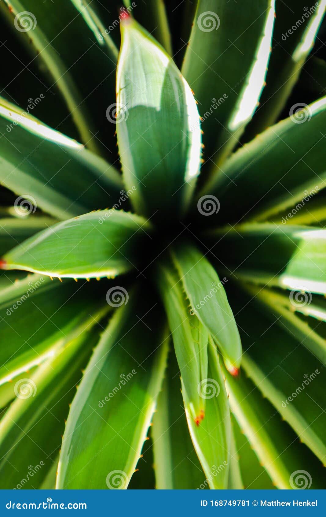 Green Spiked Plant Closeup Leaves Stock Image - Image of leaf, spiked ...