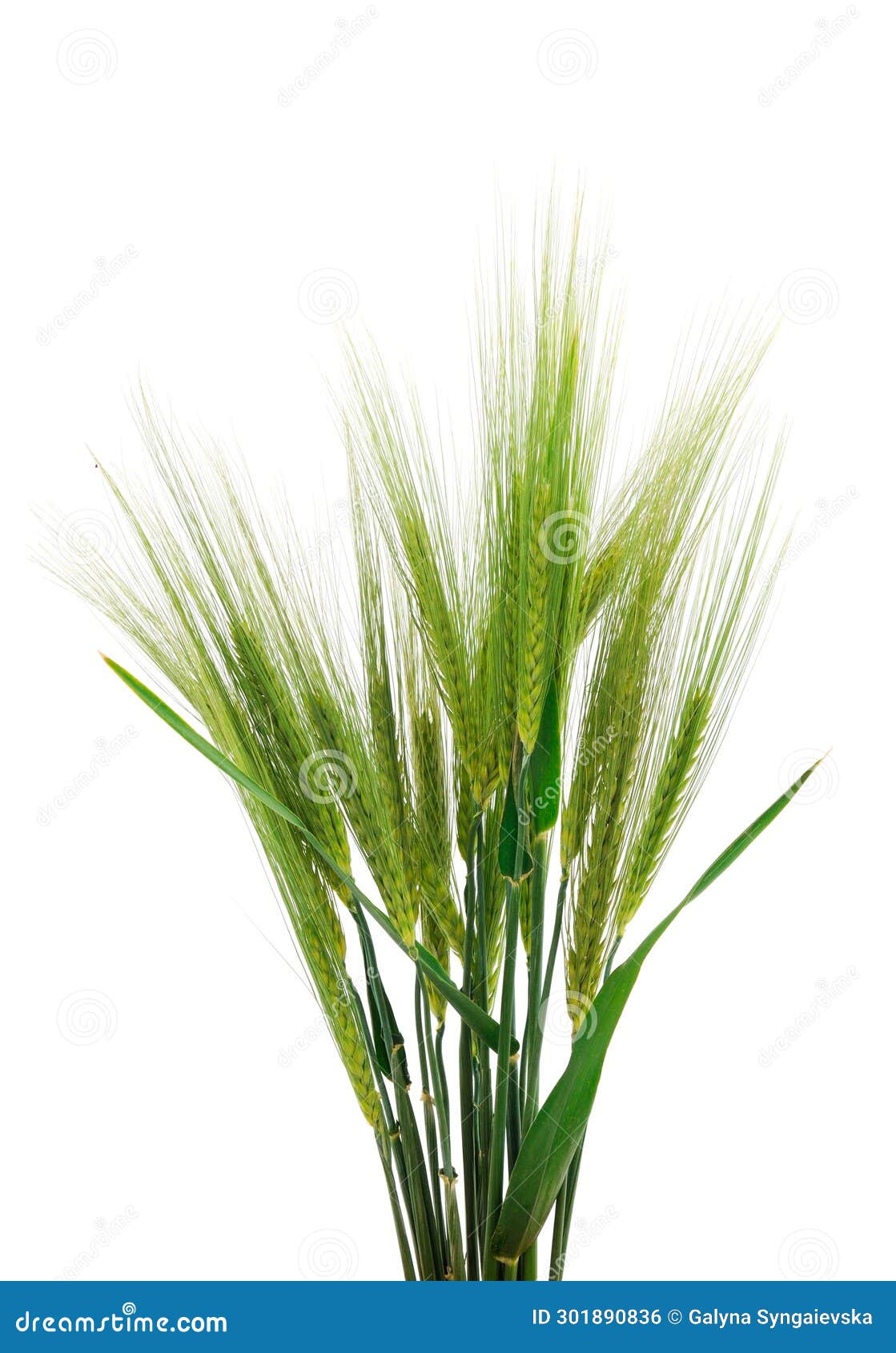 Green spikelet of wheat stock photo. Image of corn, color - 301890836