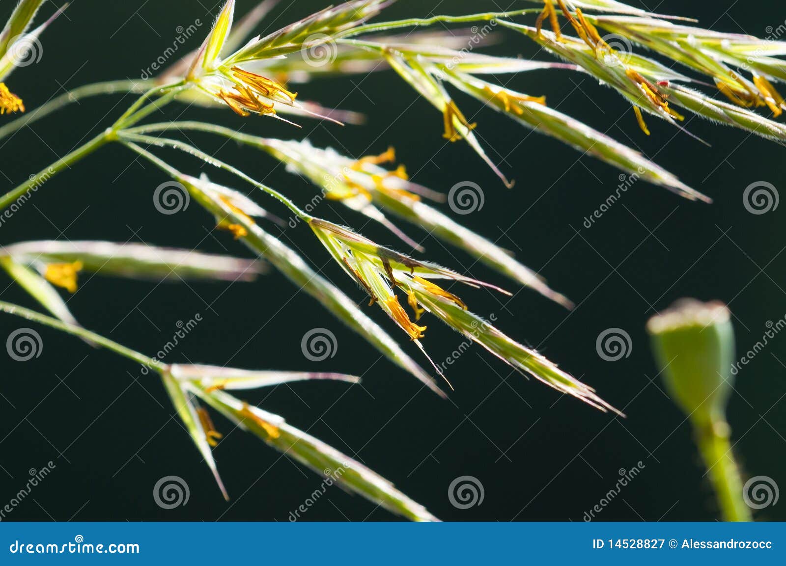 Green spikes stock image. Image of spike, summer, meadow - 14528827