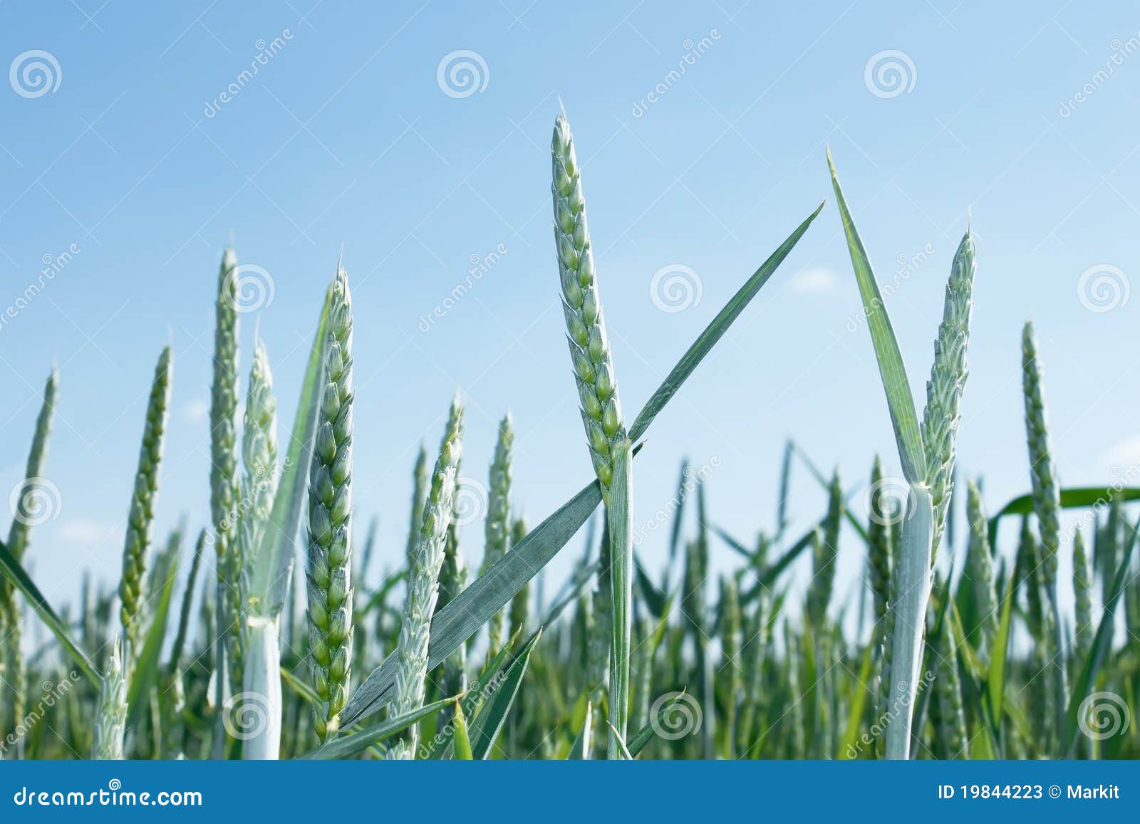 Green spikes of wheat stock image. Image of countryside - 19844223