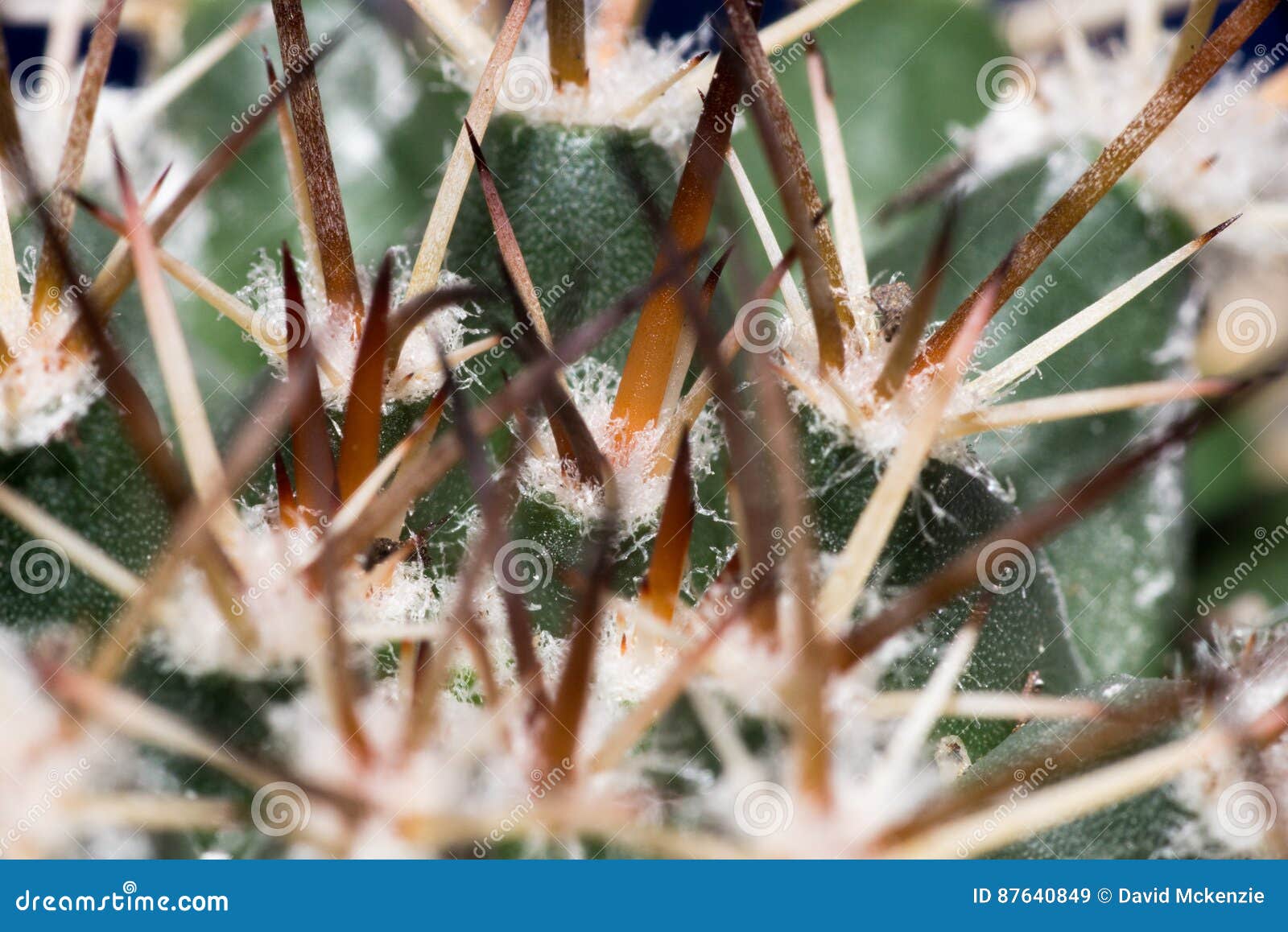 Green spikey cactus stock image. Image of mexico, growing - 87640849