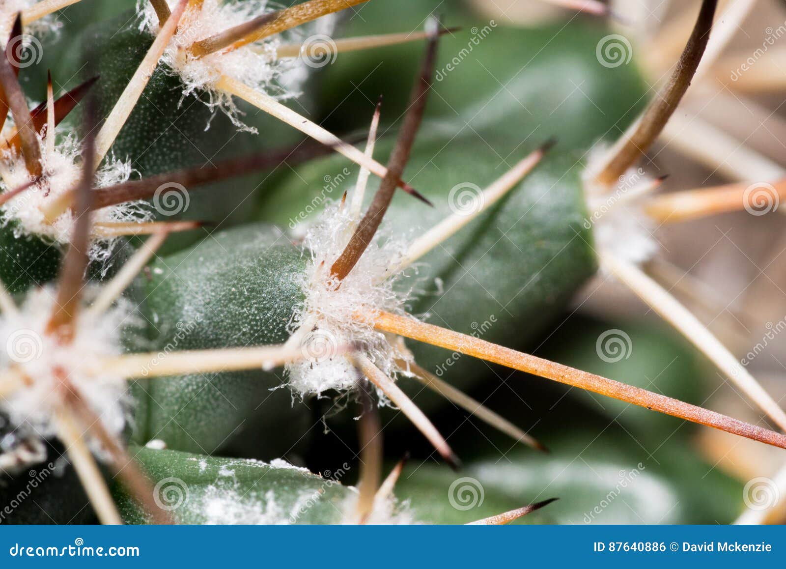 Green spikey cactus stock photo. Image of macro, grow - 87640886