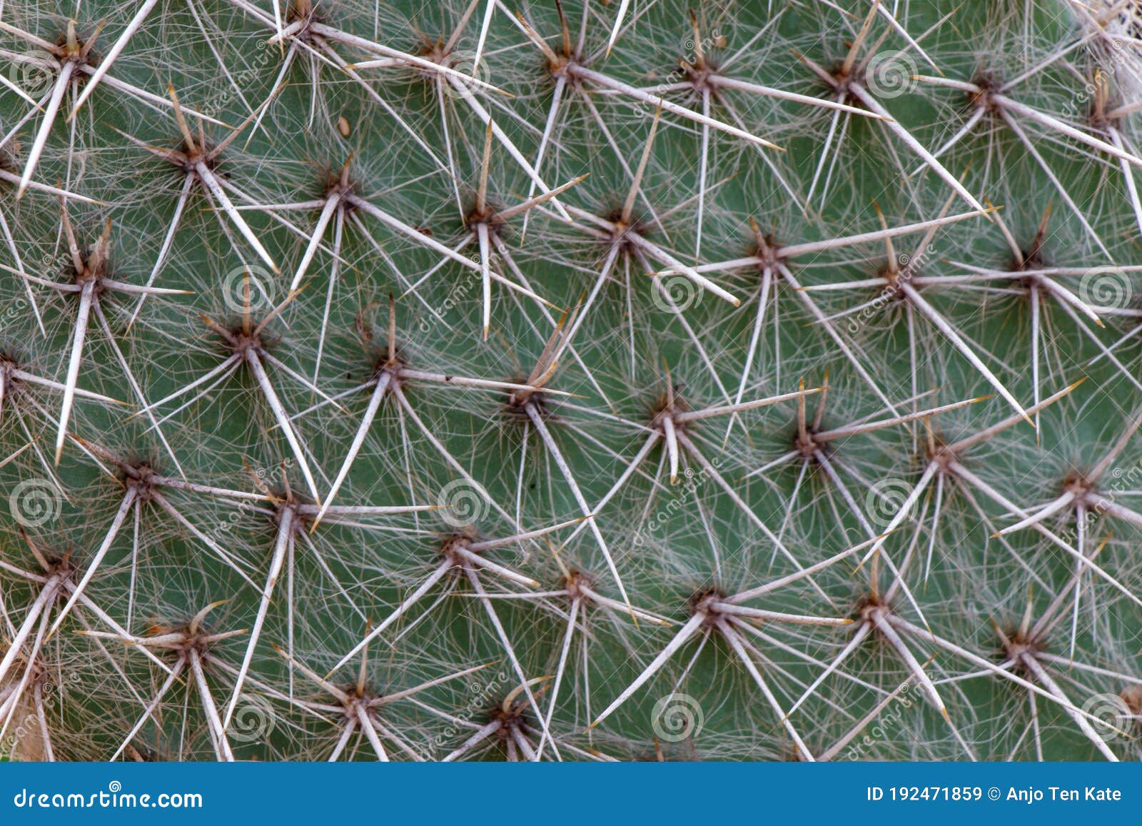 Green spiky cactus stock image. Image of flora, cacti - 192471859