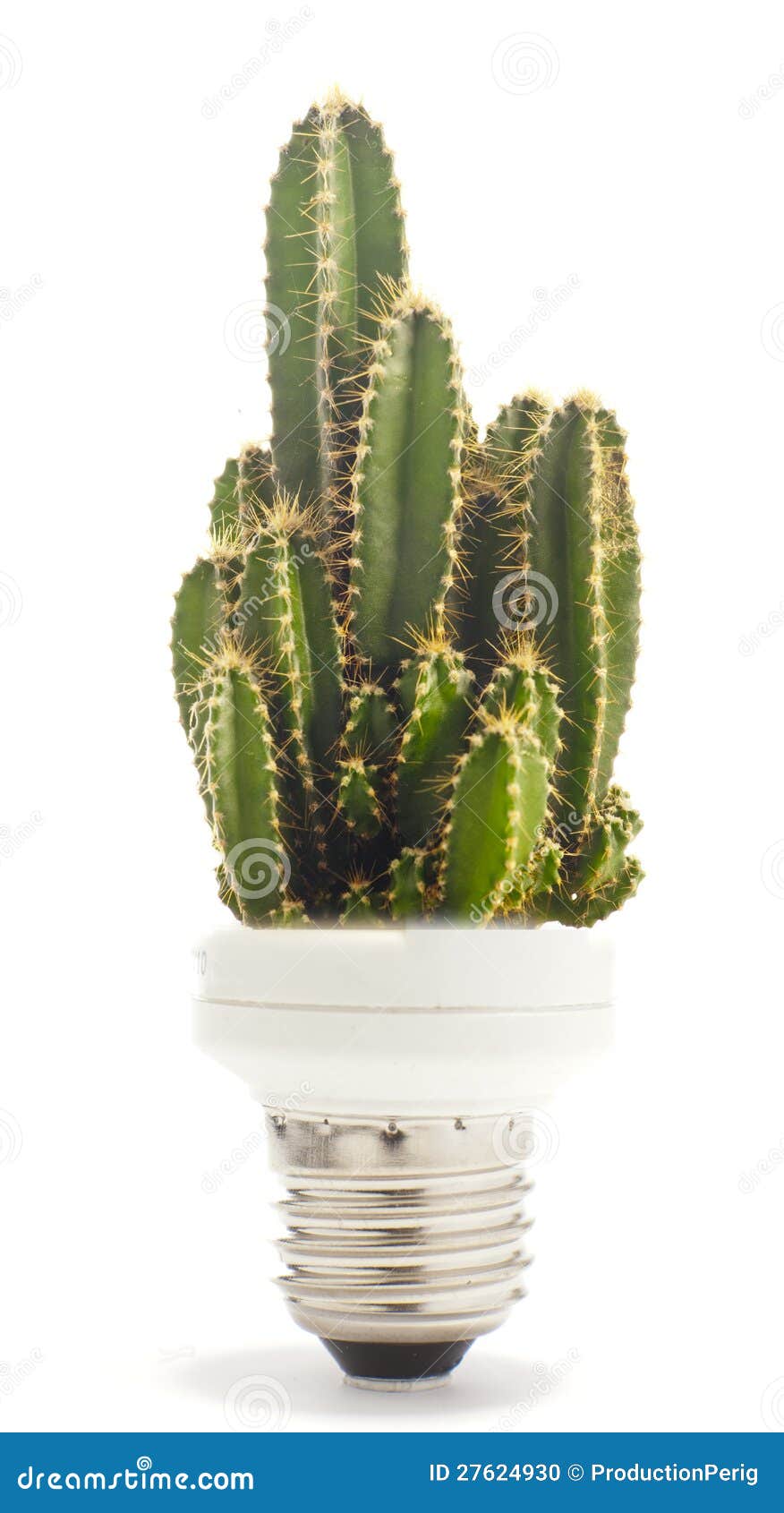 Green Spiky Cactus Growing Out of a Bulb Stock Photo - Image of ...