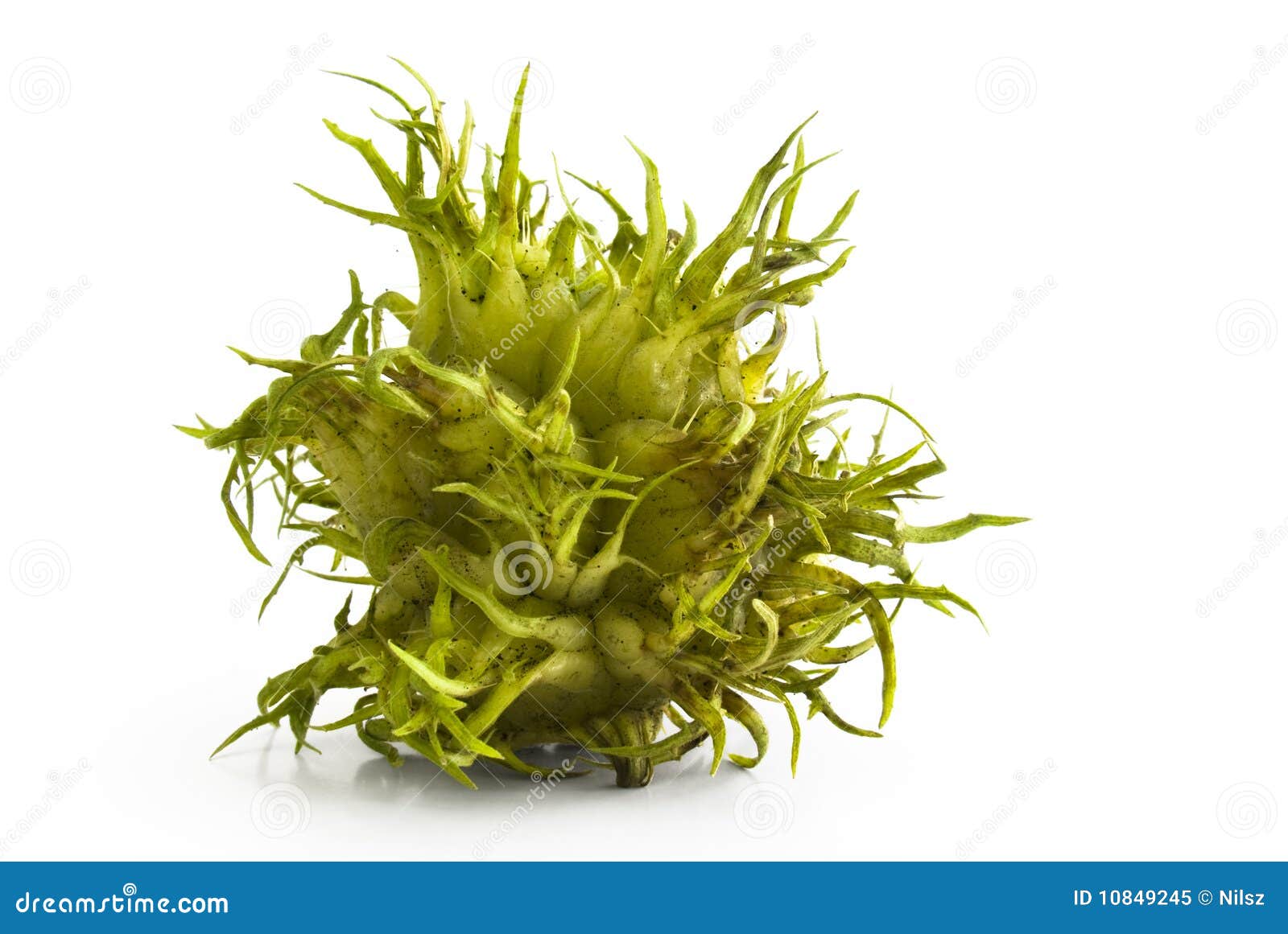 Green spiky chestnut stock image. Image of macro, alien - 10849245