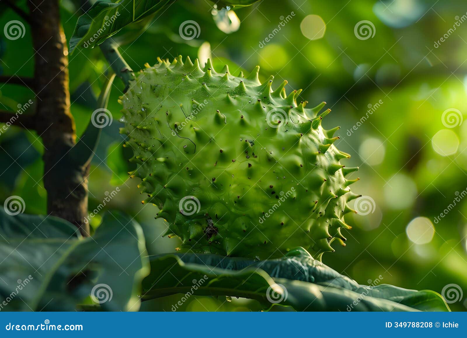 Green Spiky Fruit on a Branch - Realistic Photo Stock Illustration ...
