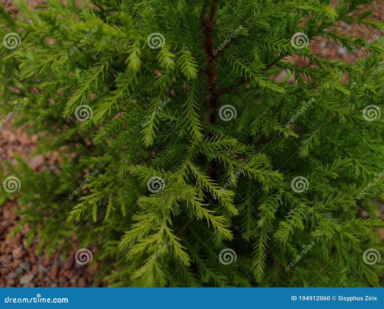 Green spiky pine leaves stock photo. Image of leaf, branch - 194912060