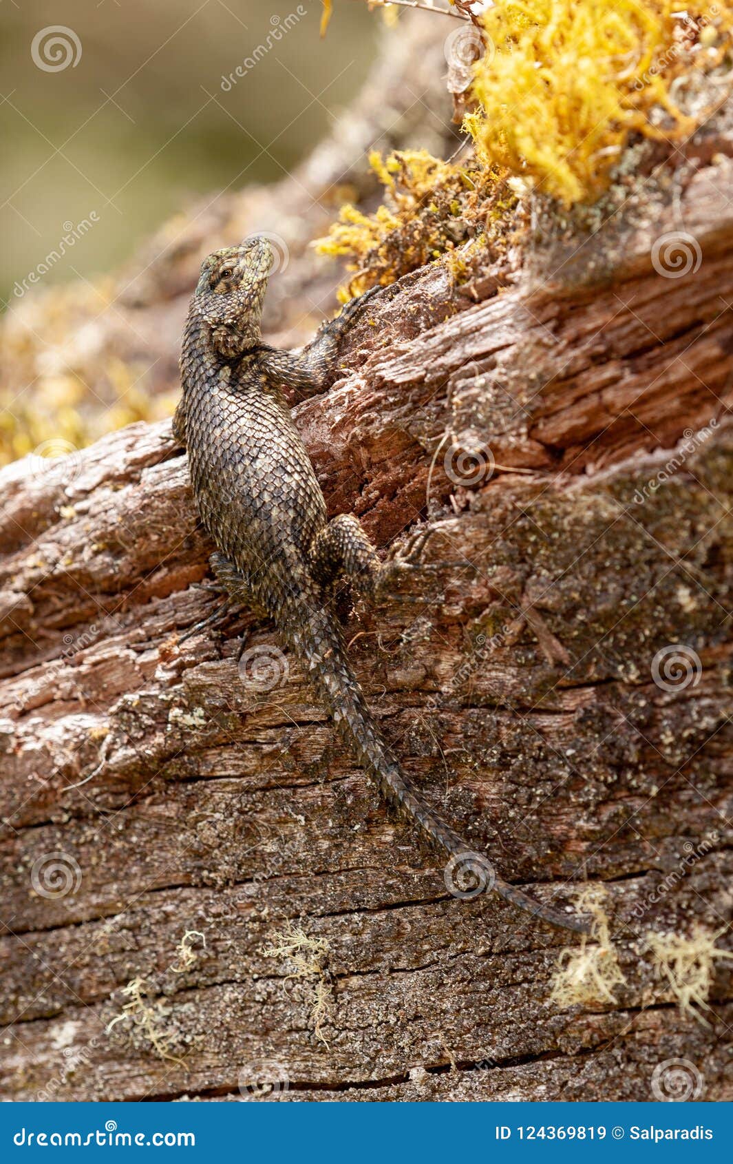 Green Spiny Lizard stock image. Image of reptile, tablas - 124369819