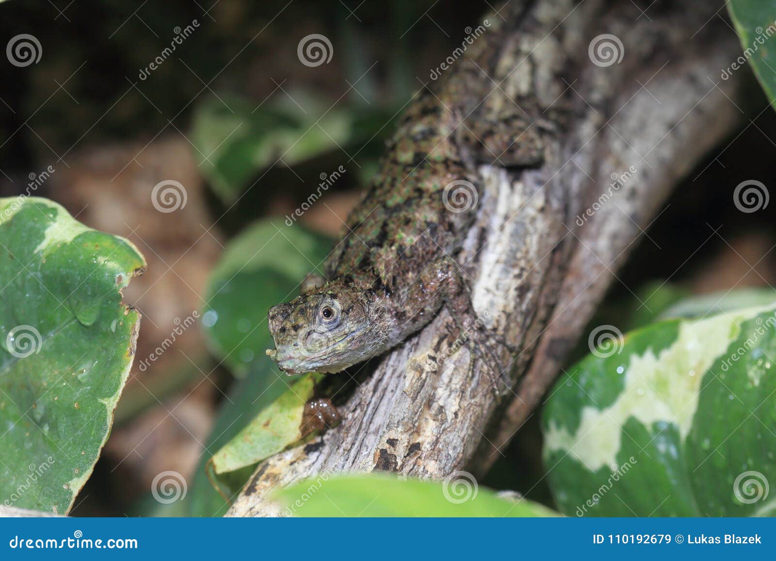 Green spiny lizard stock image. Image of adult, sceloporus - 110192679