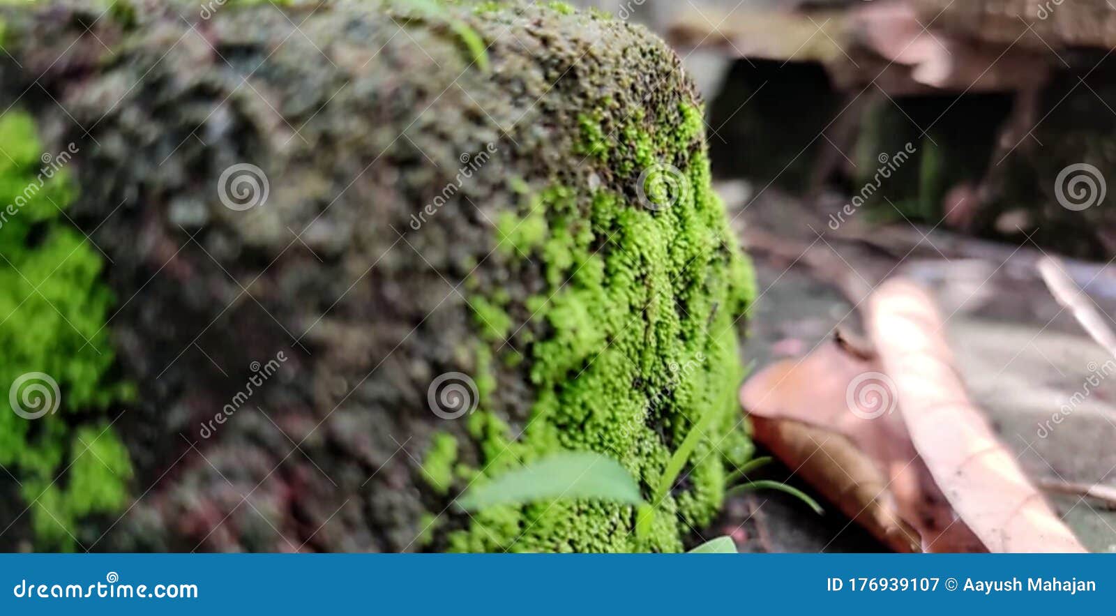 Green Spot Algae in Black Rock Stock Image - Image of riverside ...