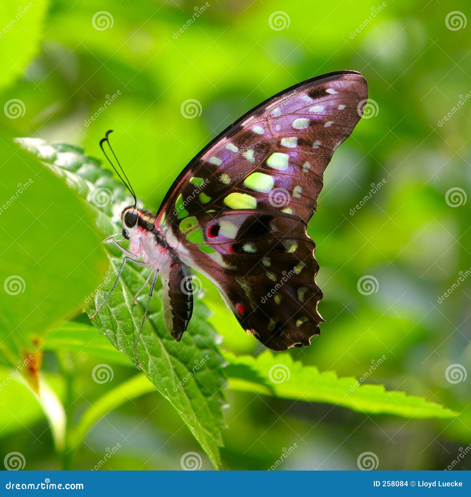 Green Spotted Butterfly stock photo. Image of buttefly - 258084