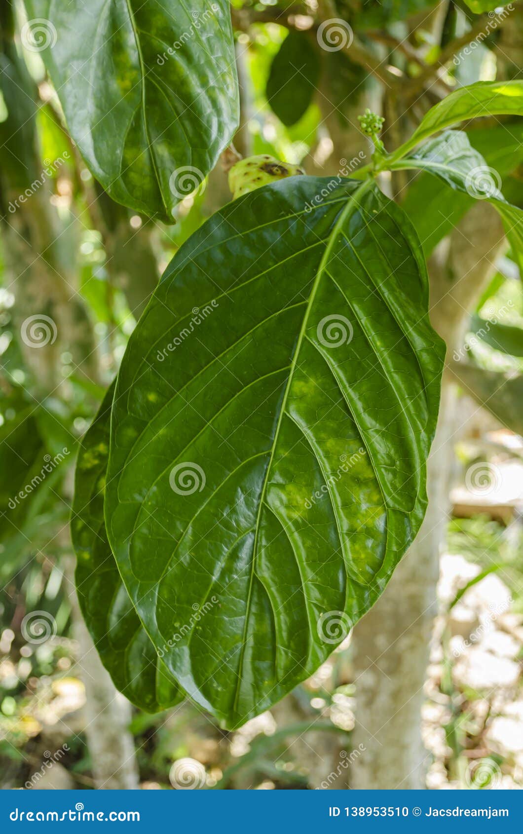 Close View of the Leaf of the Noni Plant Stock Photo - Image of ...