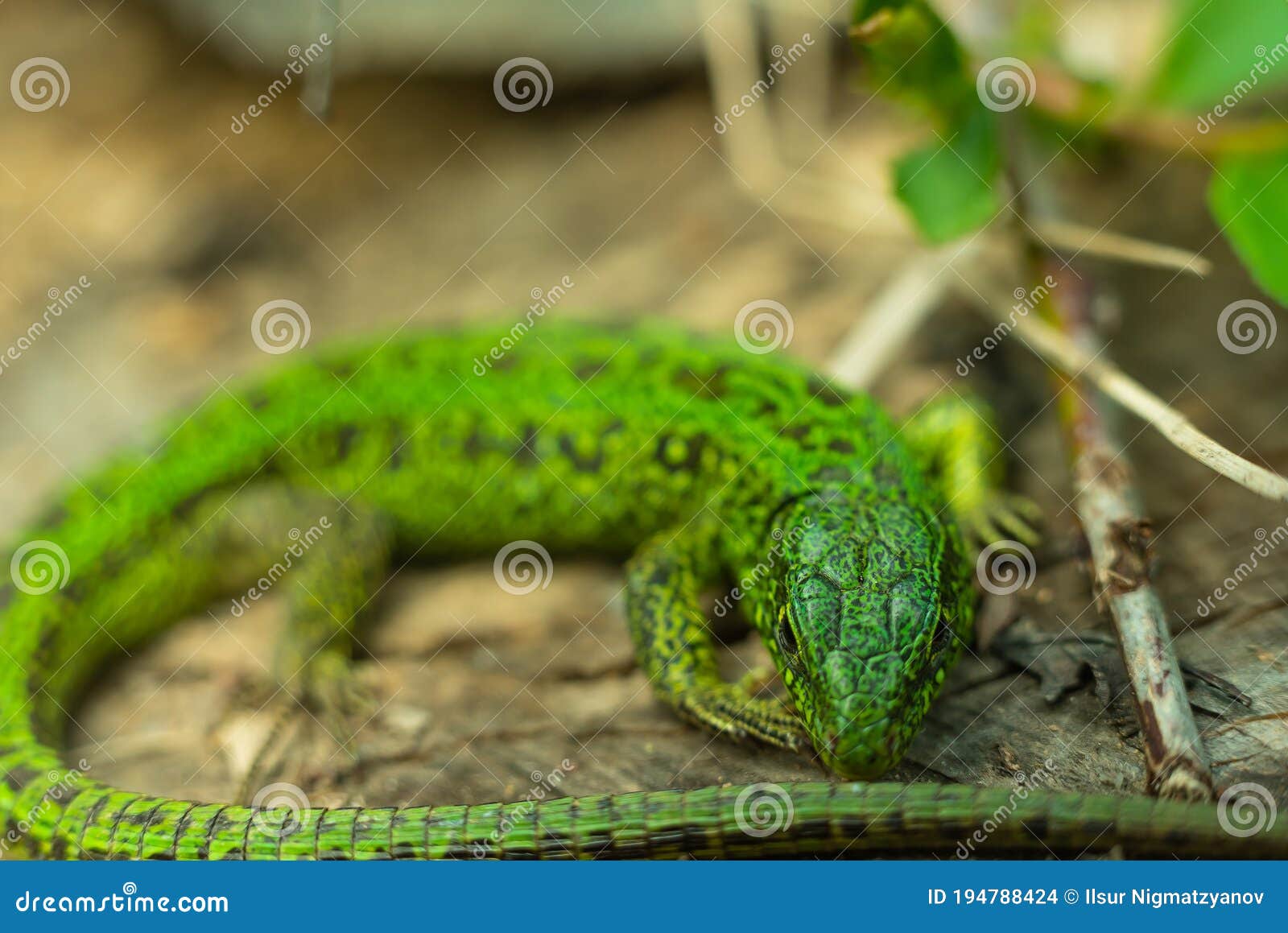 Green Spotted Lizard in Motion on a Tree Stock Photo - Image of reptile ...