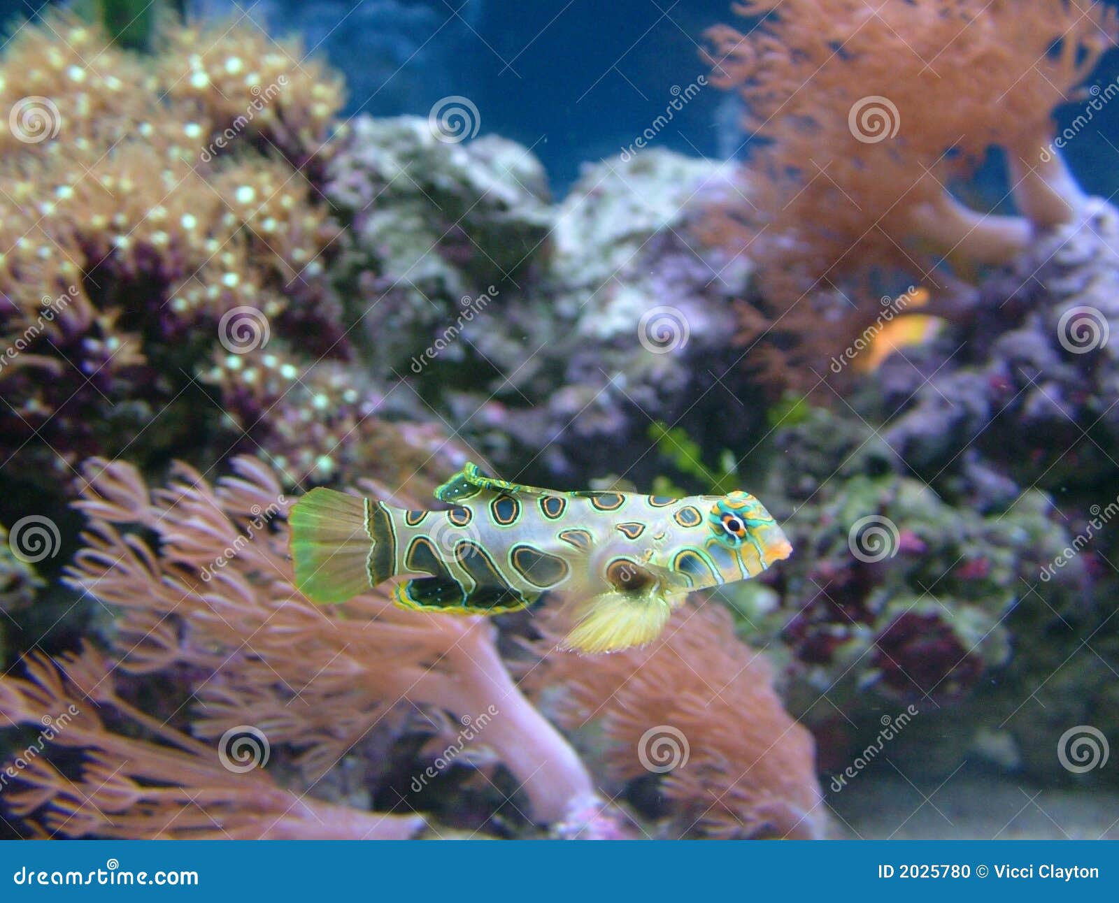 Spotted Mandarin Fish