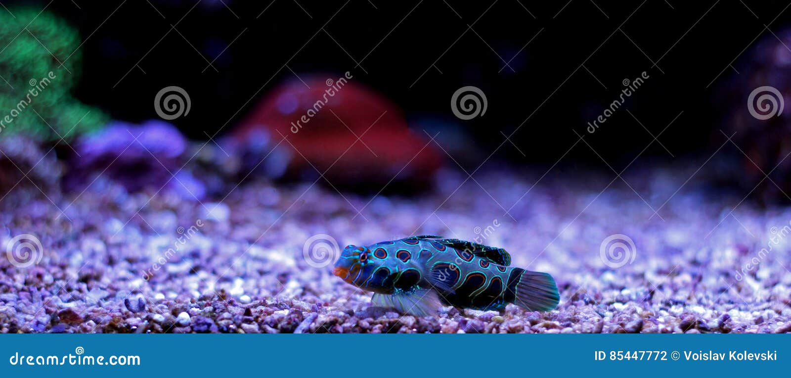 Green Spotted Mandarin Fish Stock Photo - Image of aquaworld, tropic ...