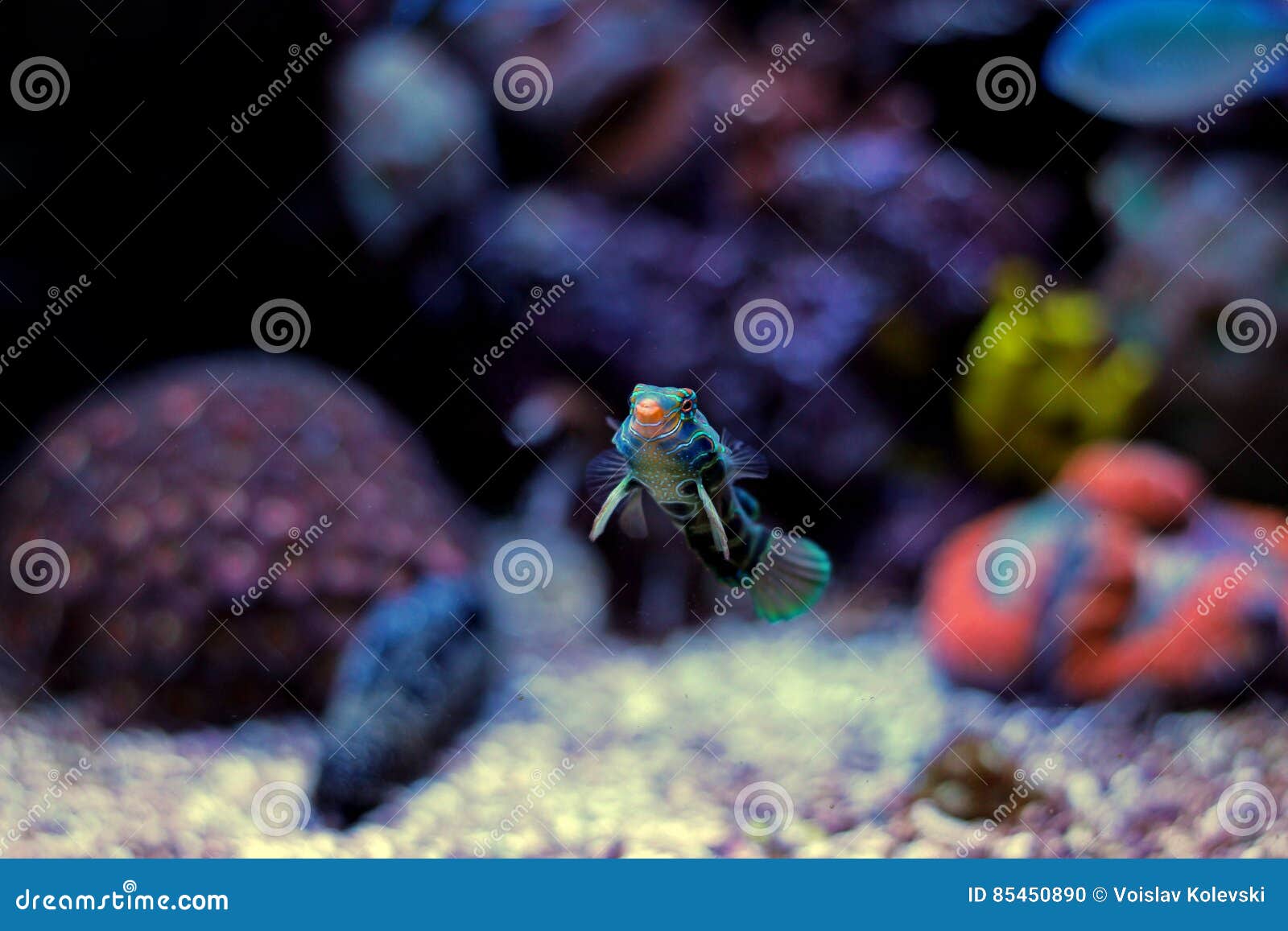 Green Spotted Mandarin Fish Stock Photo - Image of aquaworld, saltwater ...