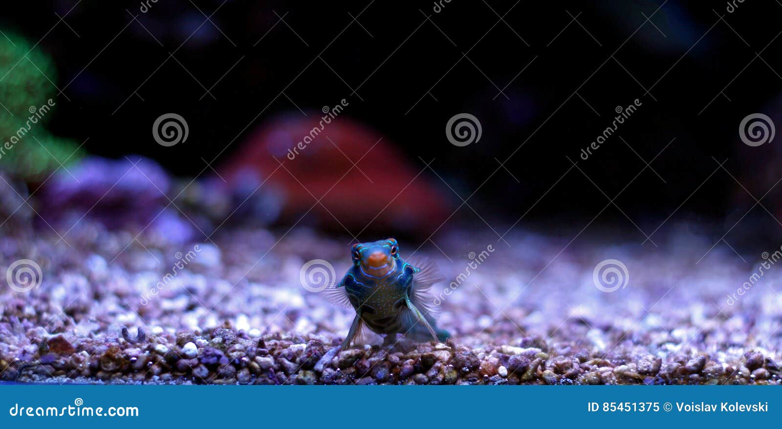 Green Spotted Mandarin Fish Stock Image - Image of aquascape ...