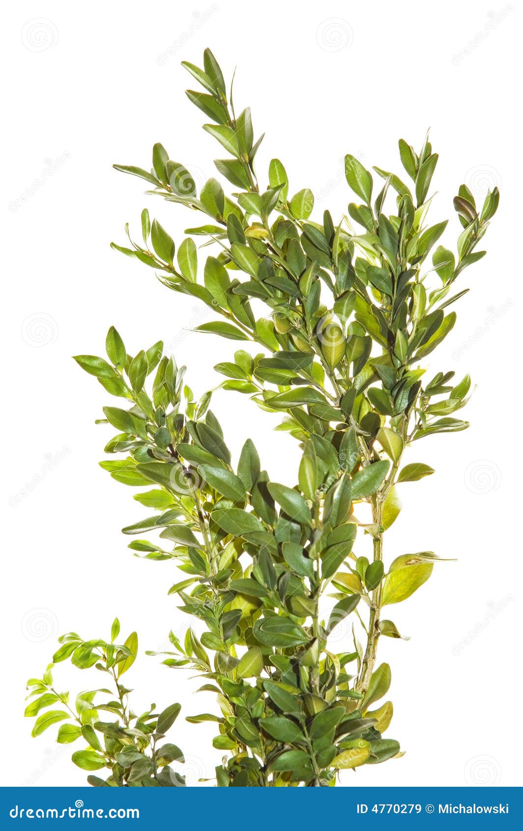 Green sprig stock image. Image of biology, leafs, plants - 4770279