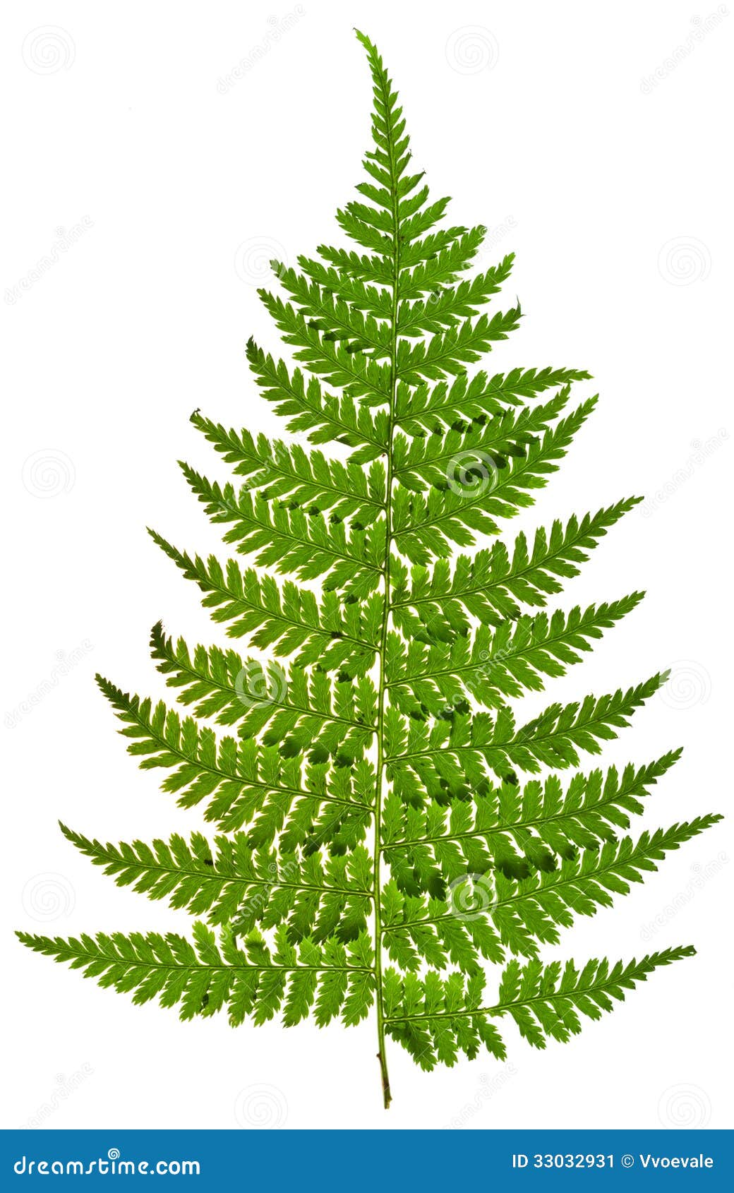 Green sprig of fern stock image. Image of botanical, leaf - 33032931