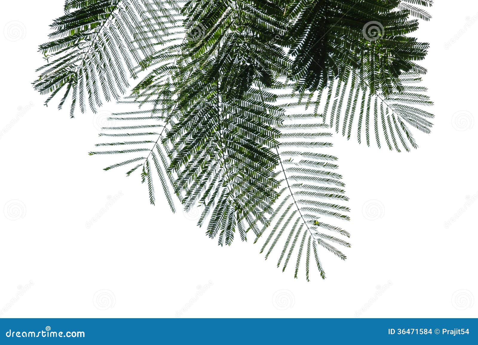 Green sprig of leaves stock photo. Image of foliage, isolated - 36471584