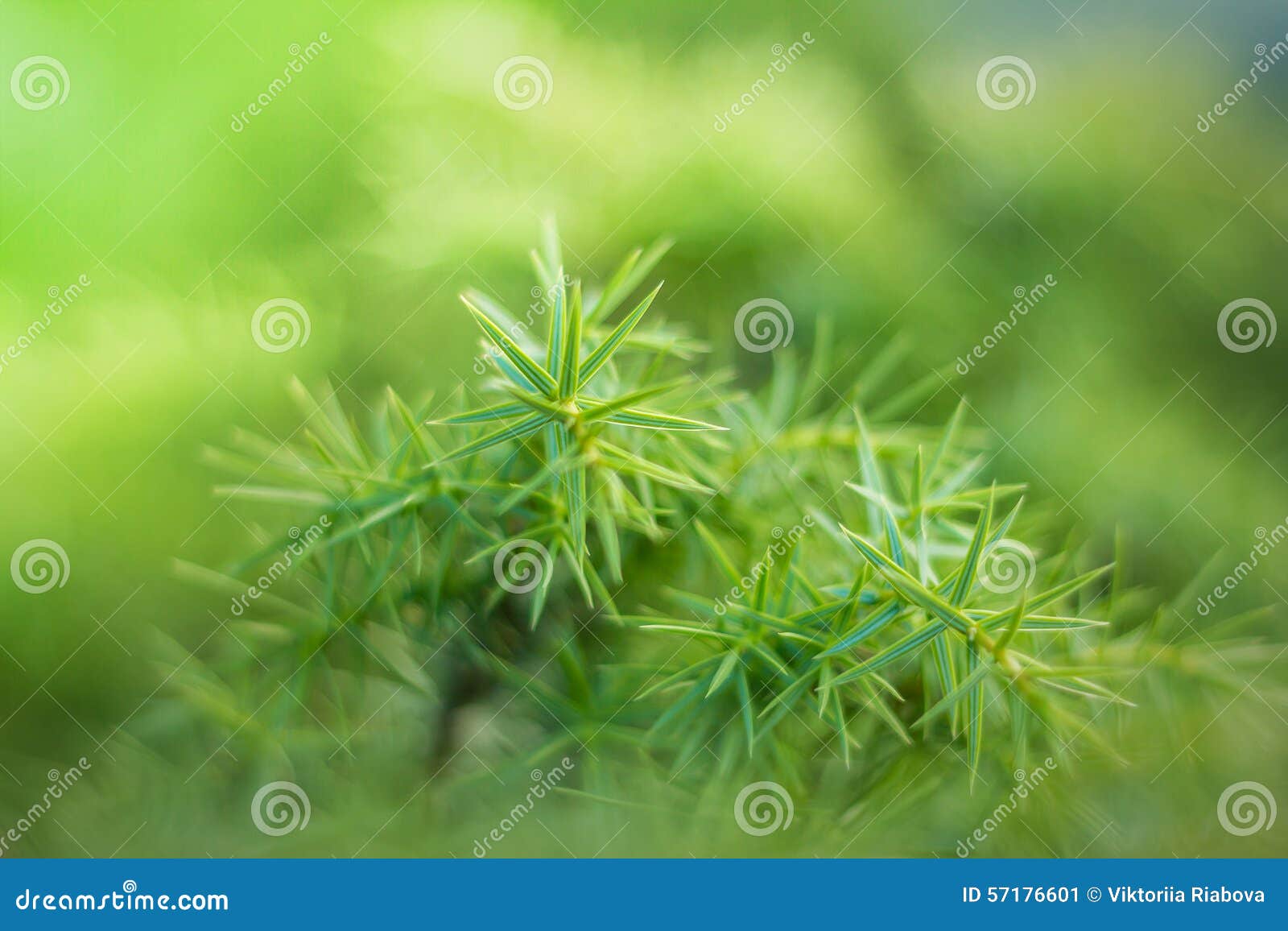 Green sprigs in the pot stock image. Image of spruce - 57176601
