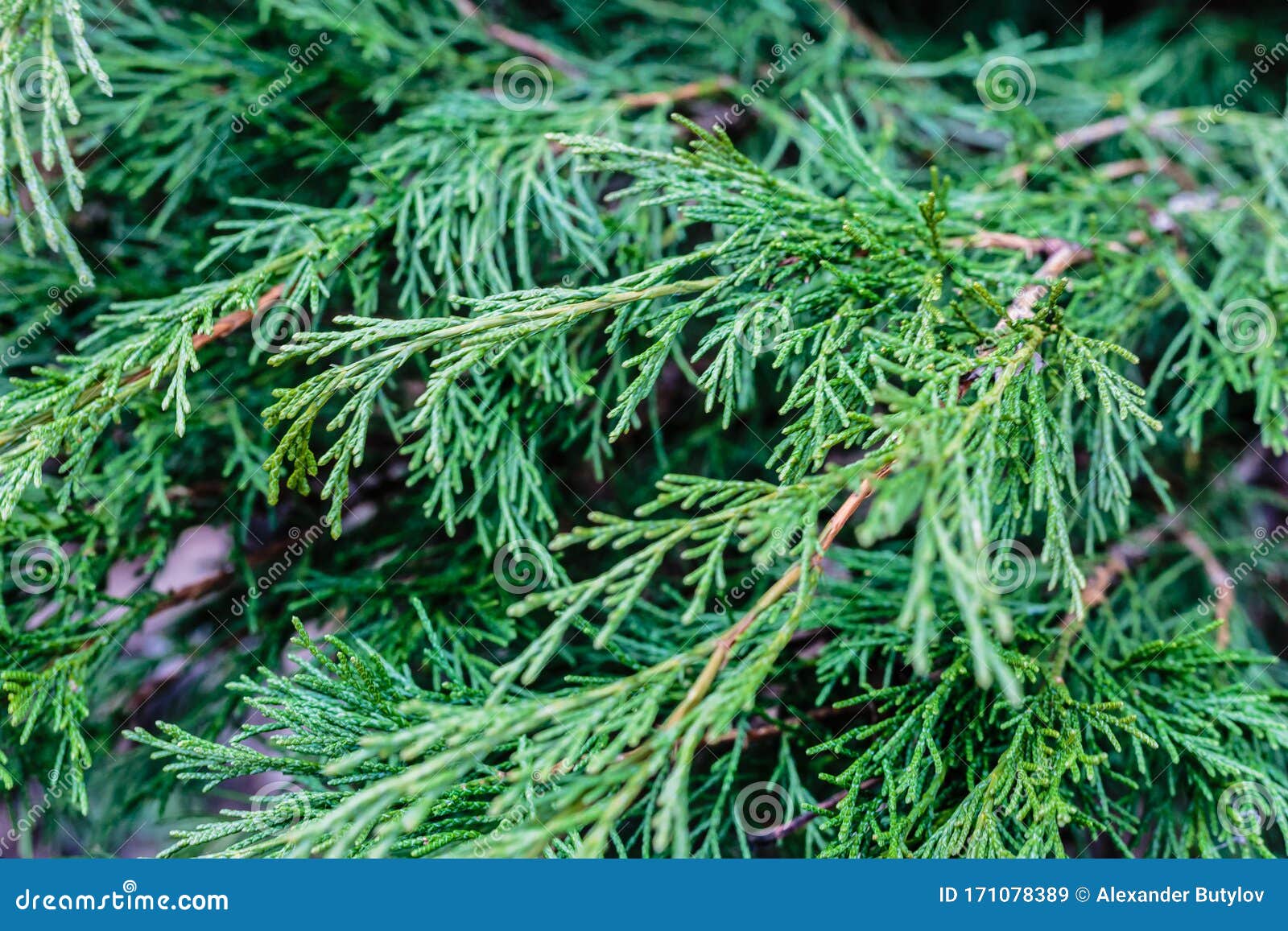 Green Sprigs of the Spring Juniper Stock Image - Image of botany, park ...