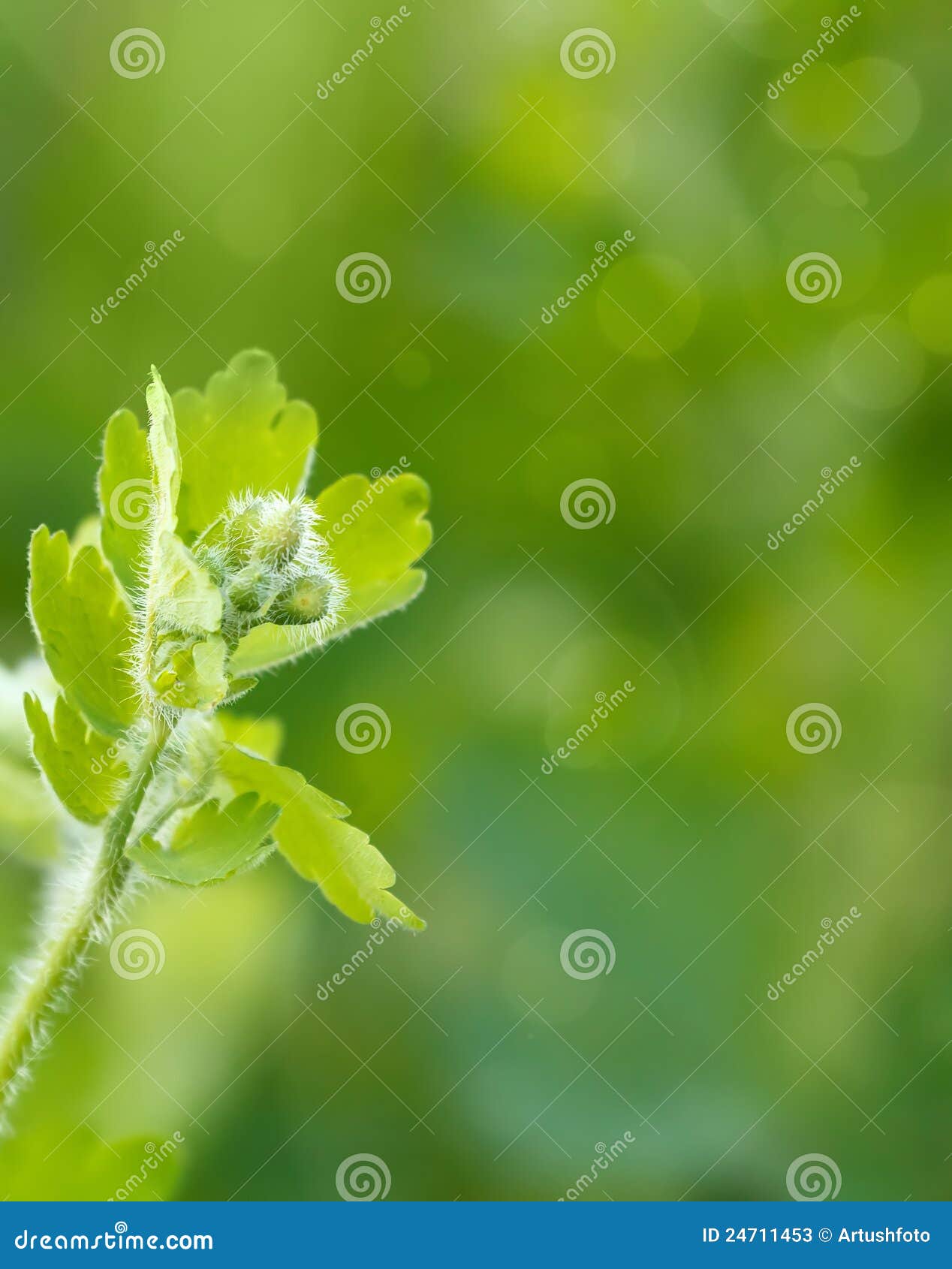 Green spring background stock image. Image of lush, branch - 24711453