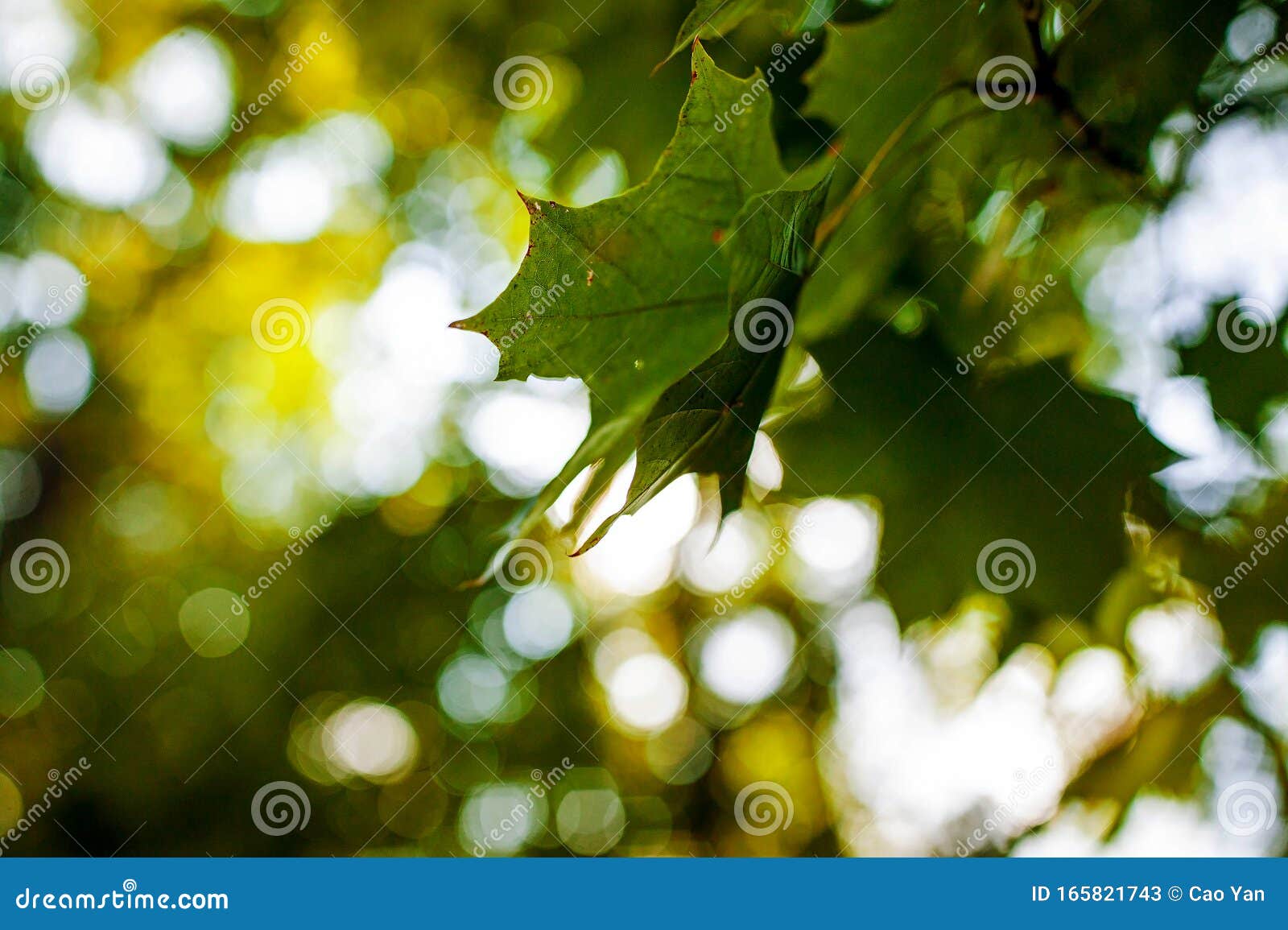 Green Spring Branches of Oak Tree with Sunlight. Nature Background ...