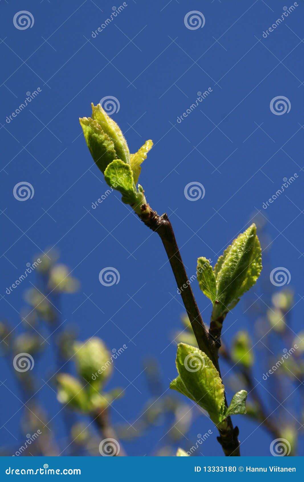 Green spring buds stock photo. Image of sprout, growth - 13333180