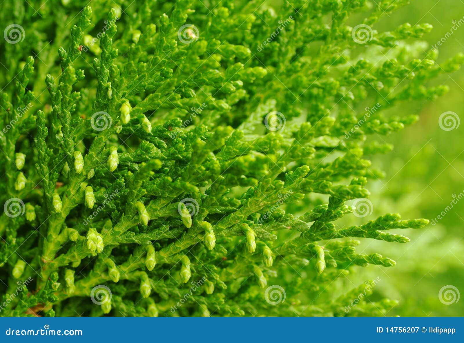 Green Spring Buds stock image. Image of selective, macro - 14756207