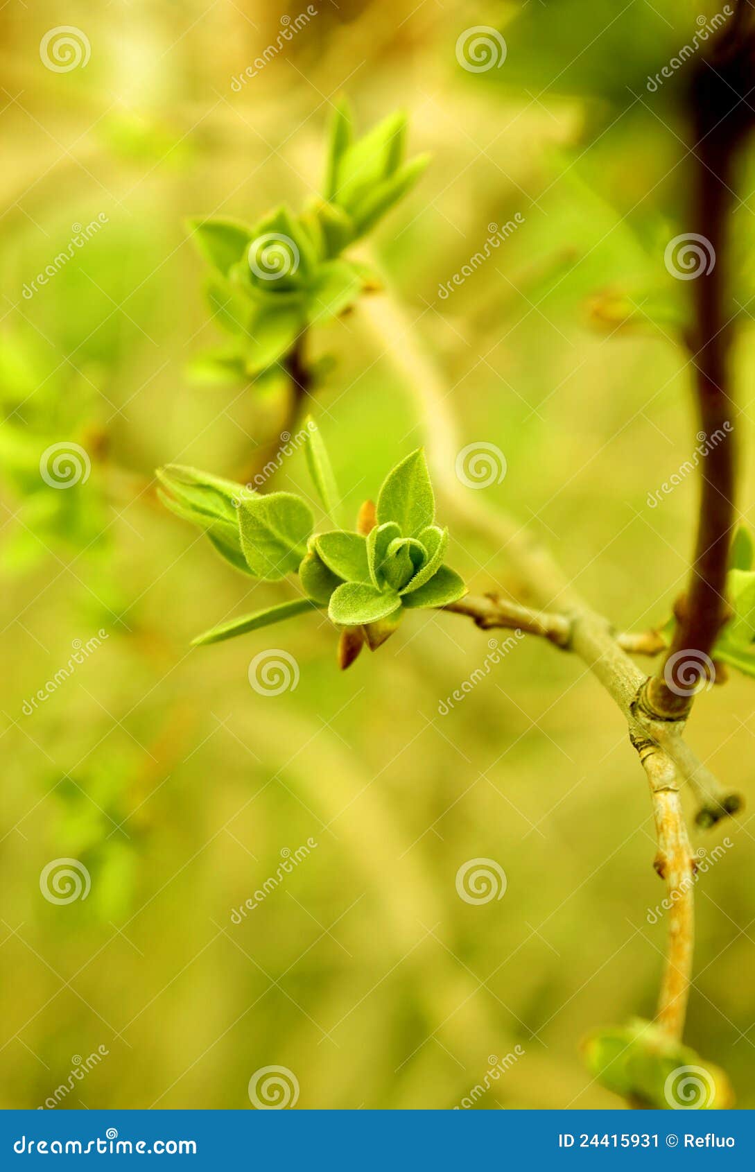 Green spring buds stock image. Image of spring, gentle - 24415931