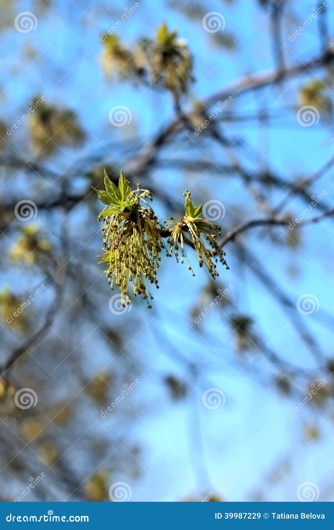 Green spring buds ash tree stock image. Image of fraxinus - 39987229